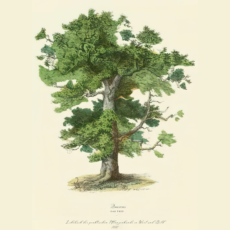 Plantas y Palos — Nicotiana Rustica