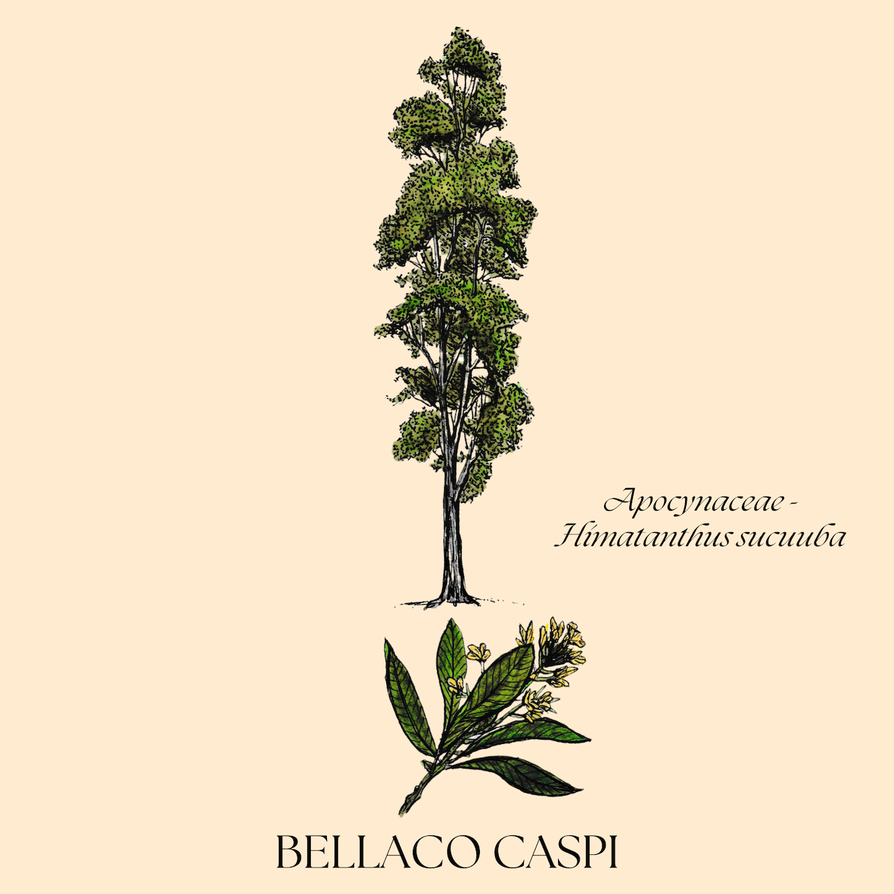 Plants & Trees — Nicotiana Rustica
