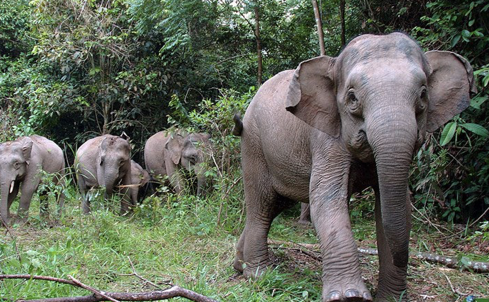 African Pygmy Elephant
