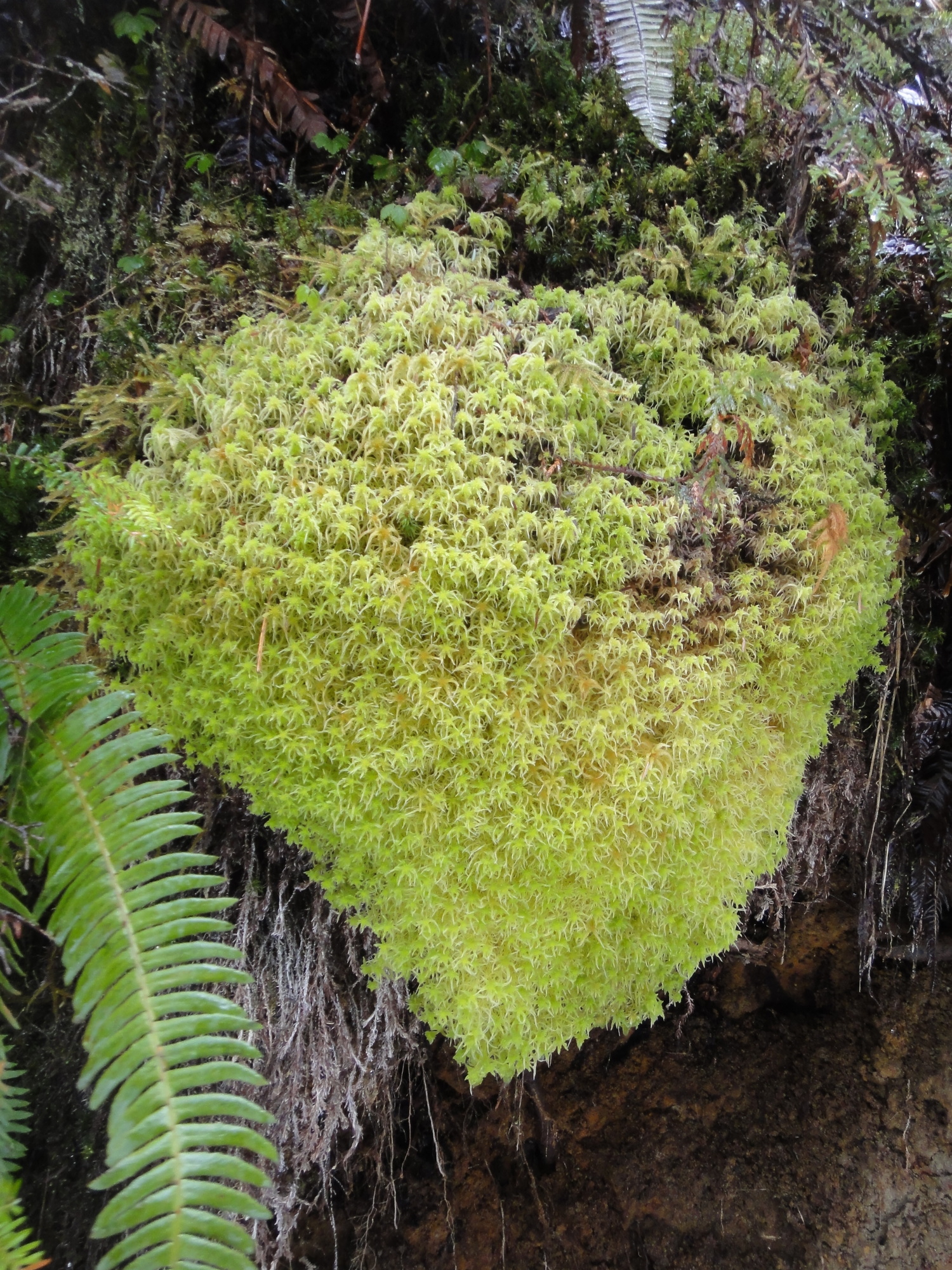 Bryophytes Mosses Bryophytes Mosses