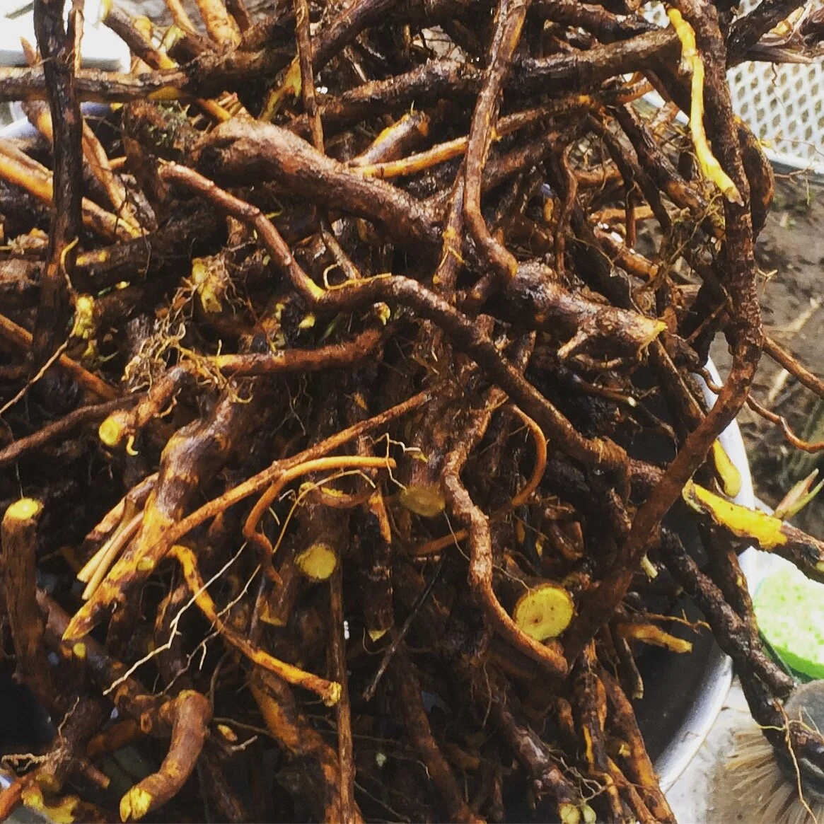 Goodness Tea - Goodness Tea