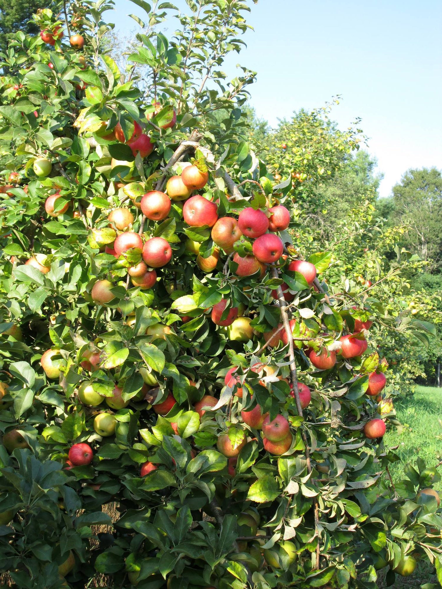 Riverview Farm