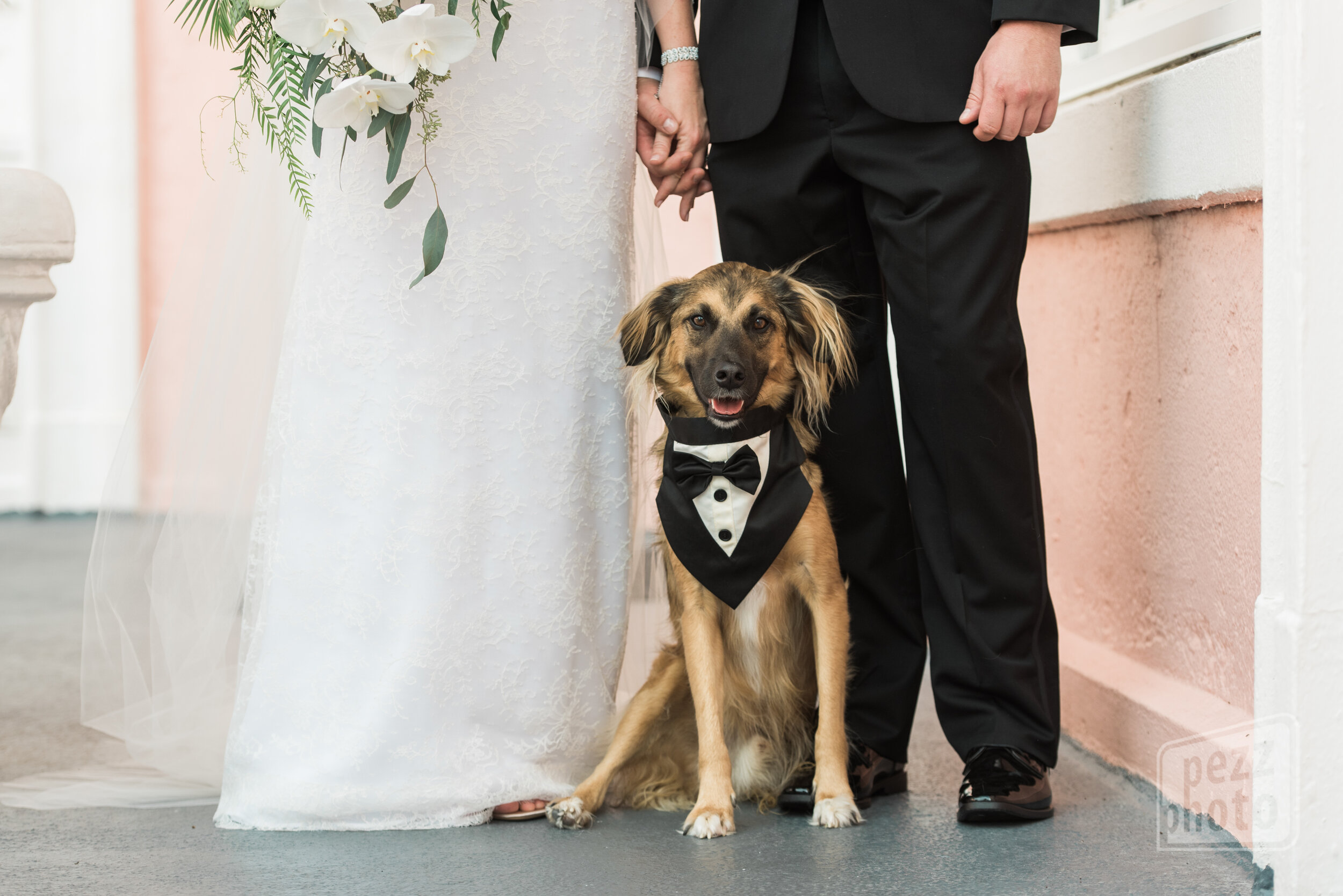 What to Expect from Wedding Pet Care — FairyTail Pet Care - Wedding Day ...