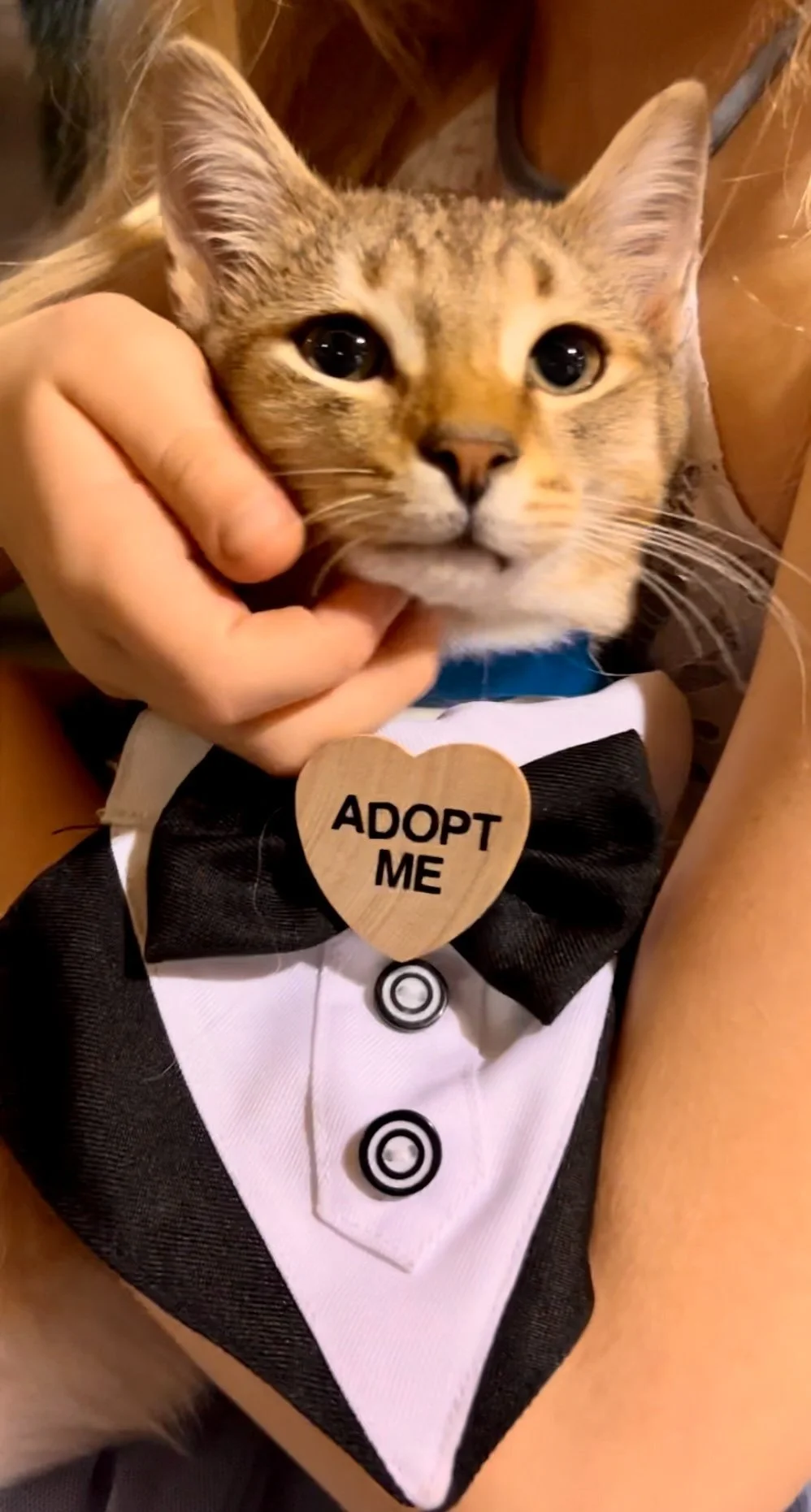 Bride & Groom Swap The Traditional Bouquet Toss For A “Cat Toss ...