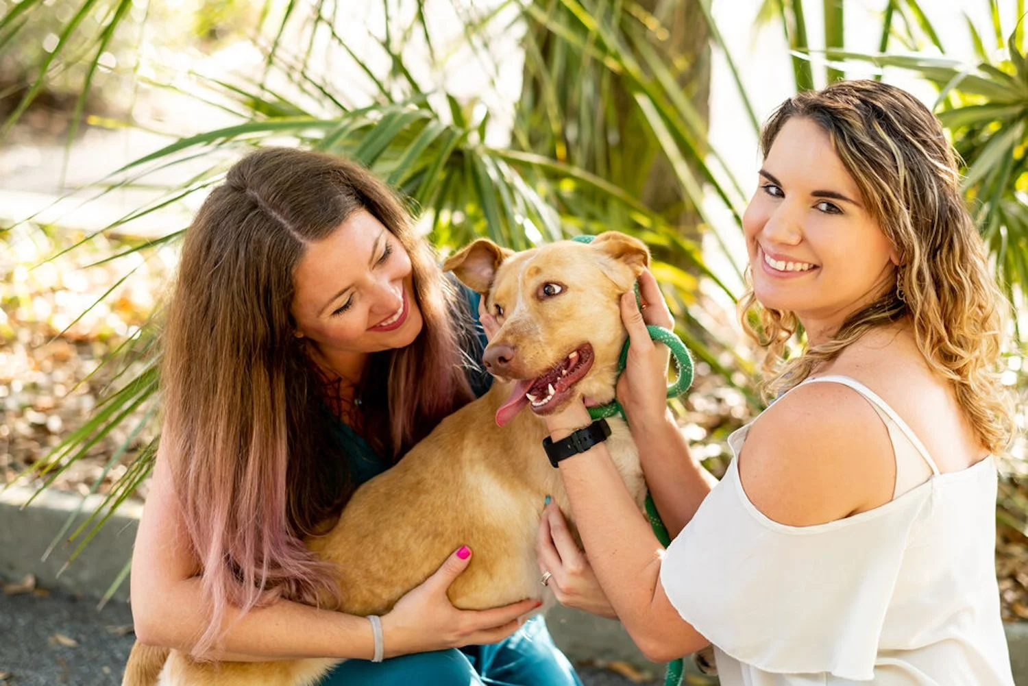 How Different Dog Breeds Walk Down the Aisle - Part 1 — FairyTail Pet ...