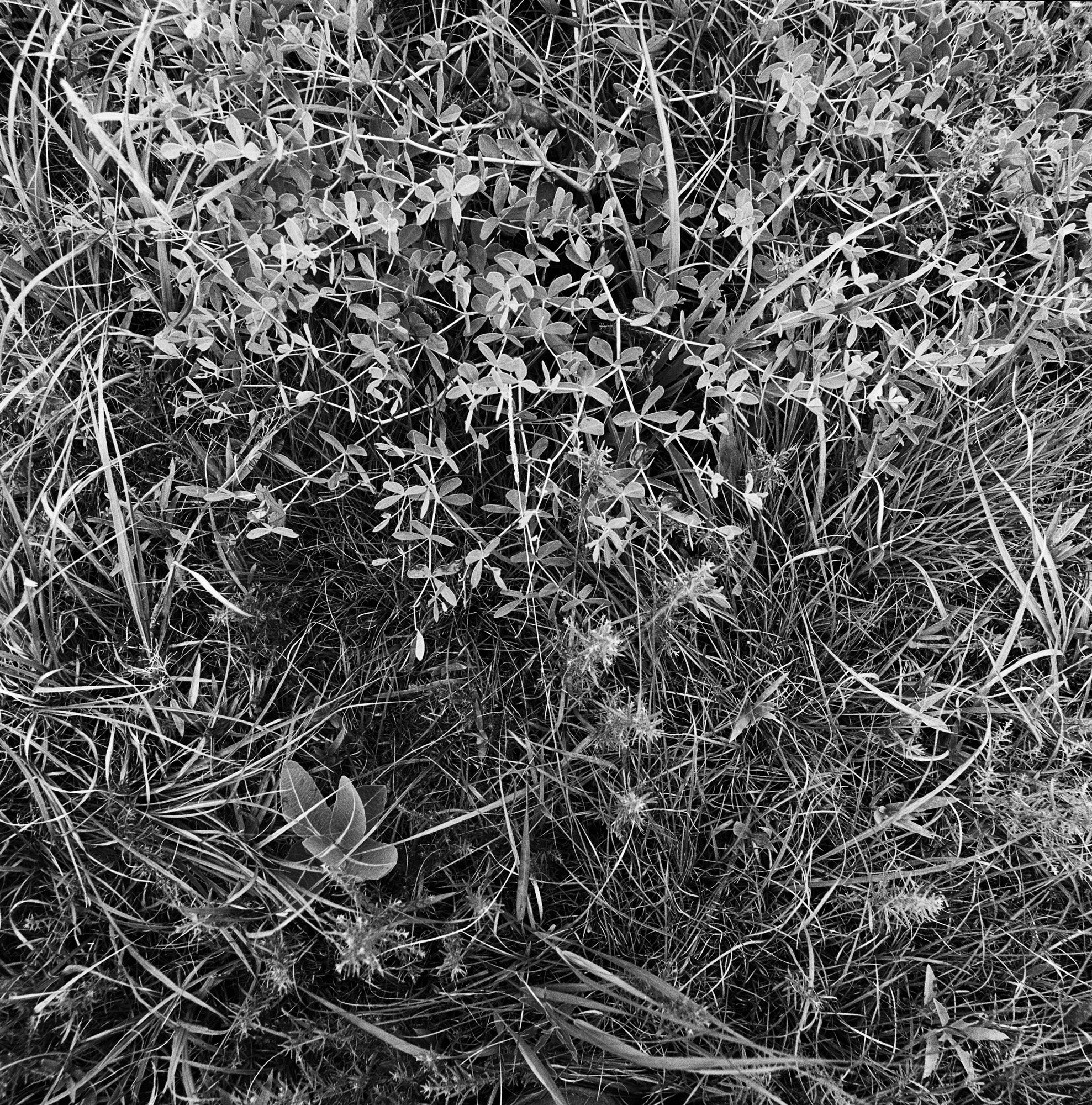 Prairie Images of Ground + Sky — TERRY EVANS PHOTOGRAPHY