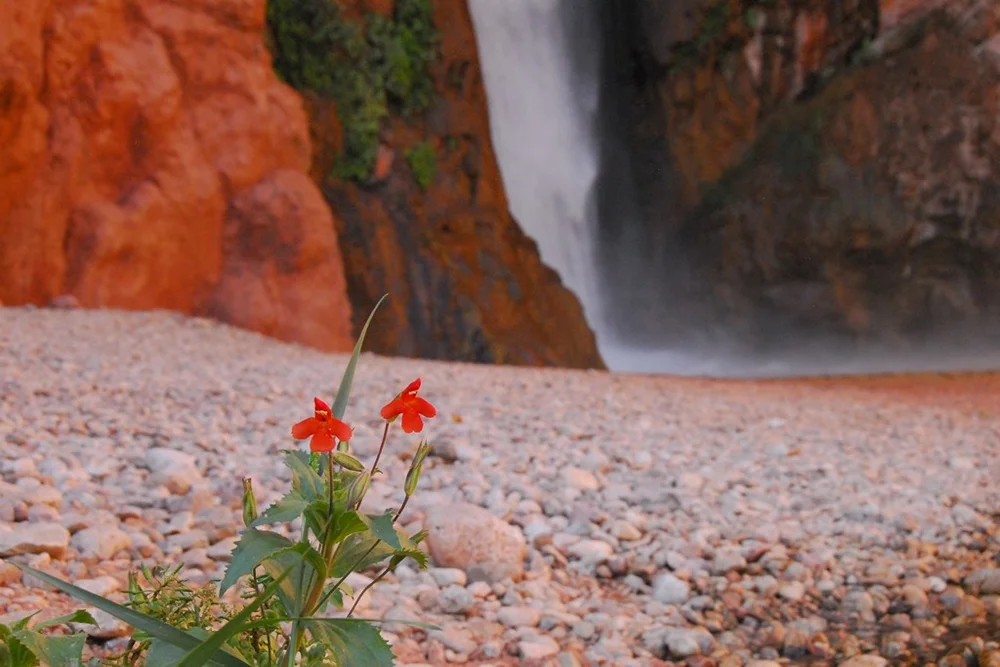 Vaseys Paradise — Springs Stewardship Institute