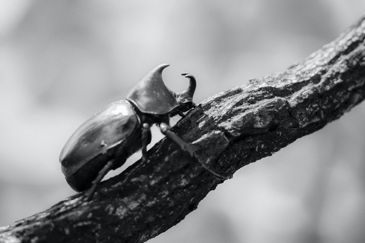 Rhinoceros Beetle Lifting