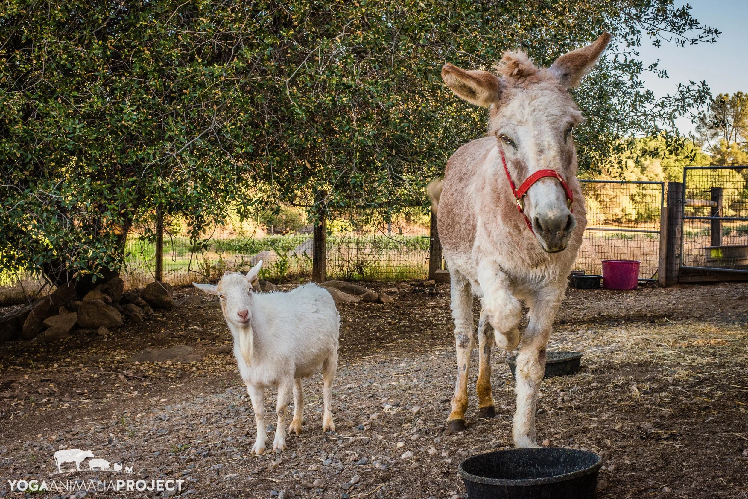 Animal Place — Yoga Animalia Project