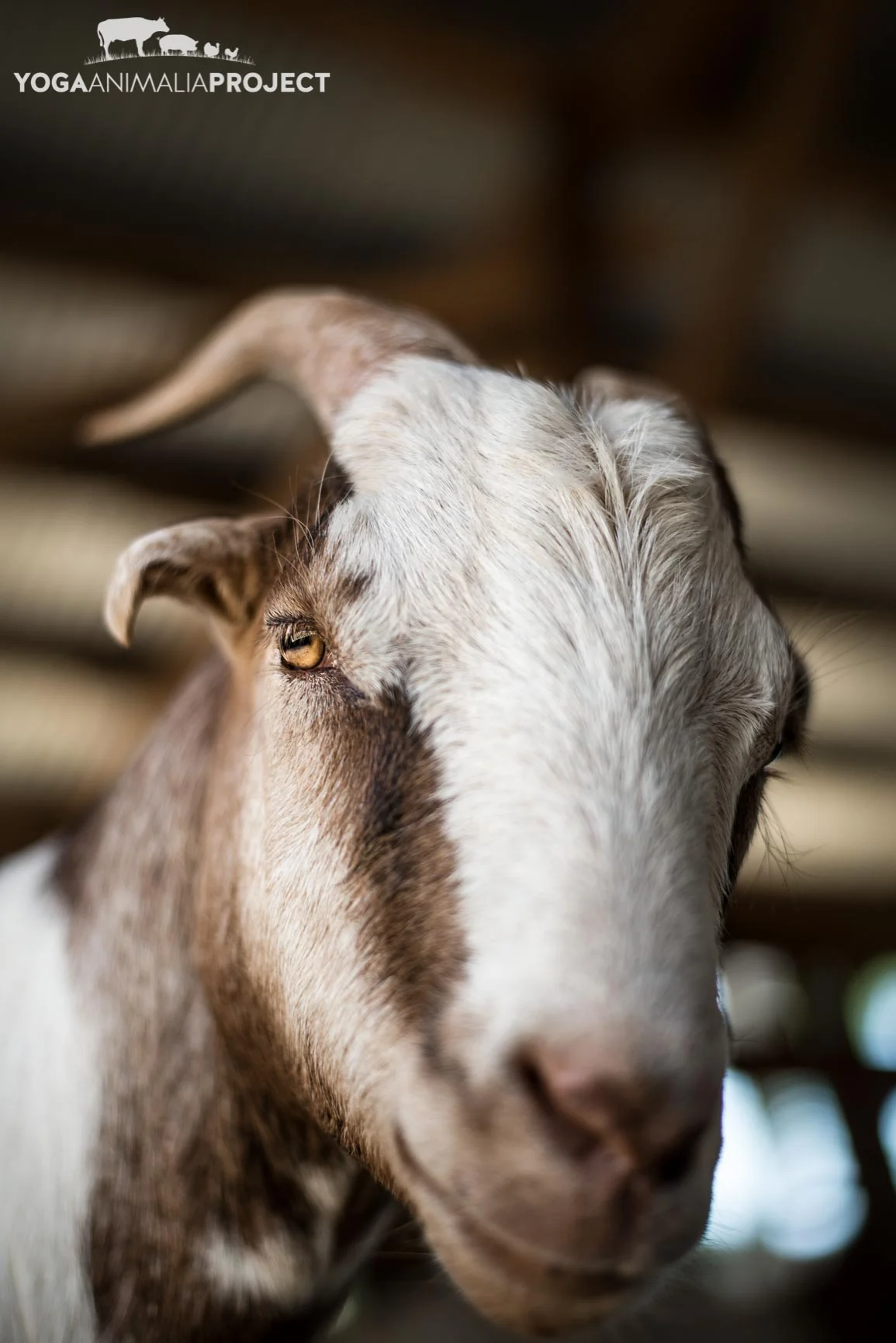 Animal Place — Yoga Animalia Project