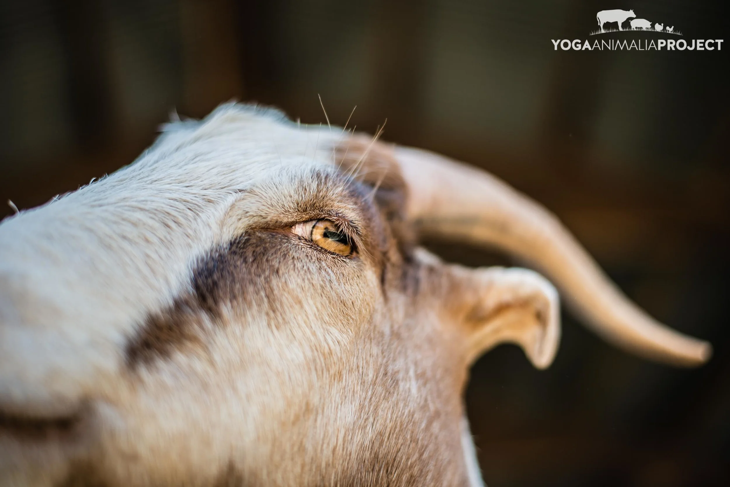 Animal Place — Yoga Animalia Project