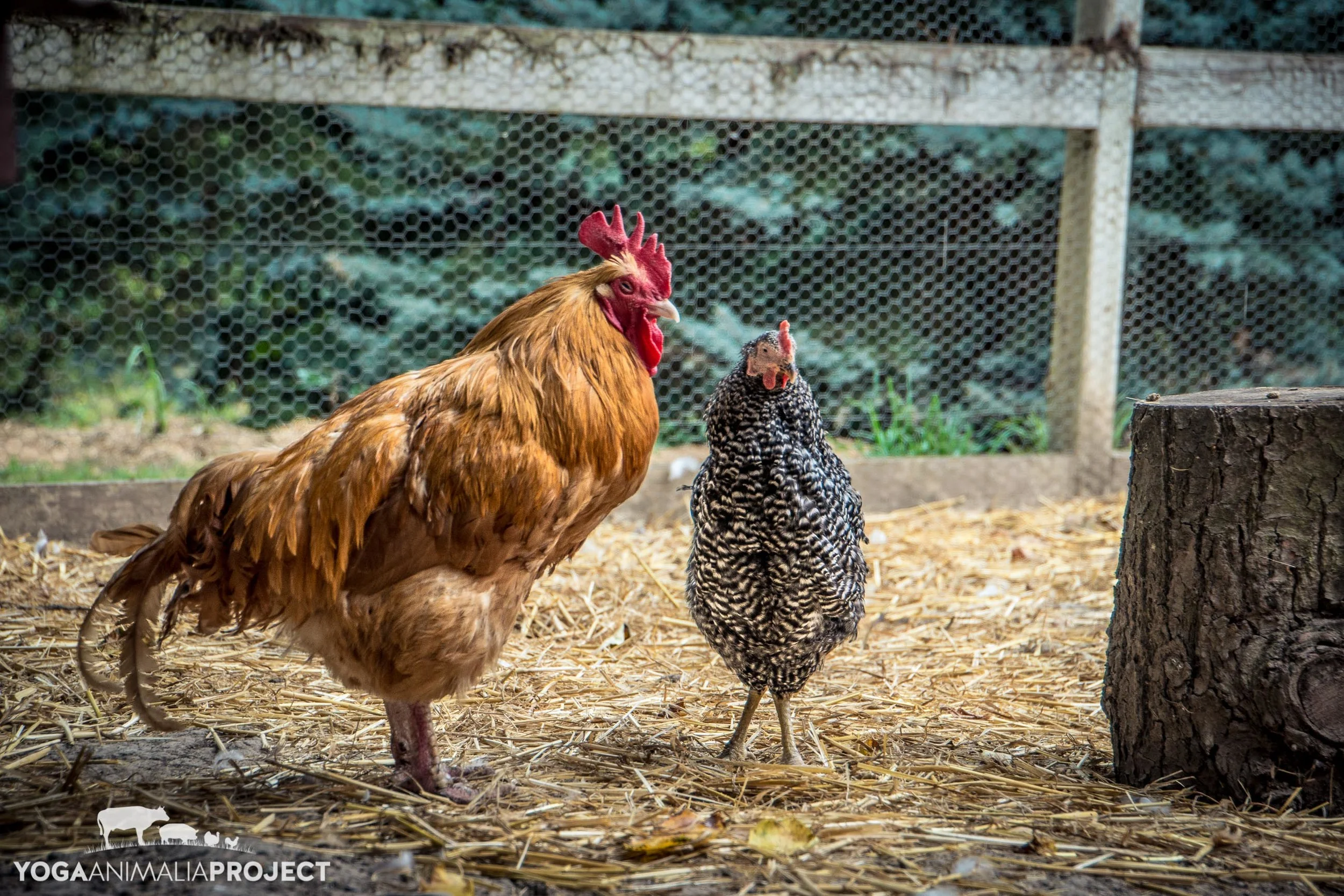Green Acres Farm Sanctuary — Yoga Animalia Project