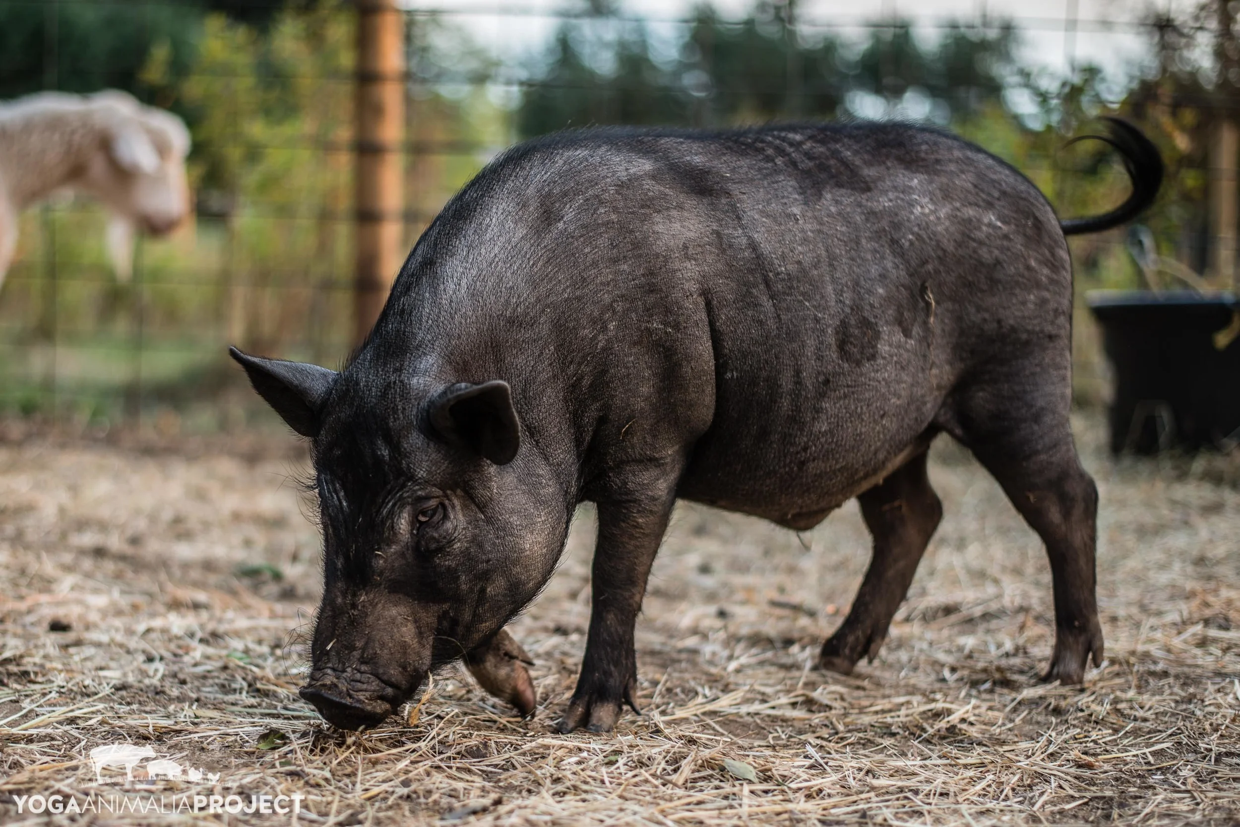 Out to Pasture Sanctuary — Yoga Animalia Project