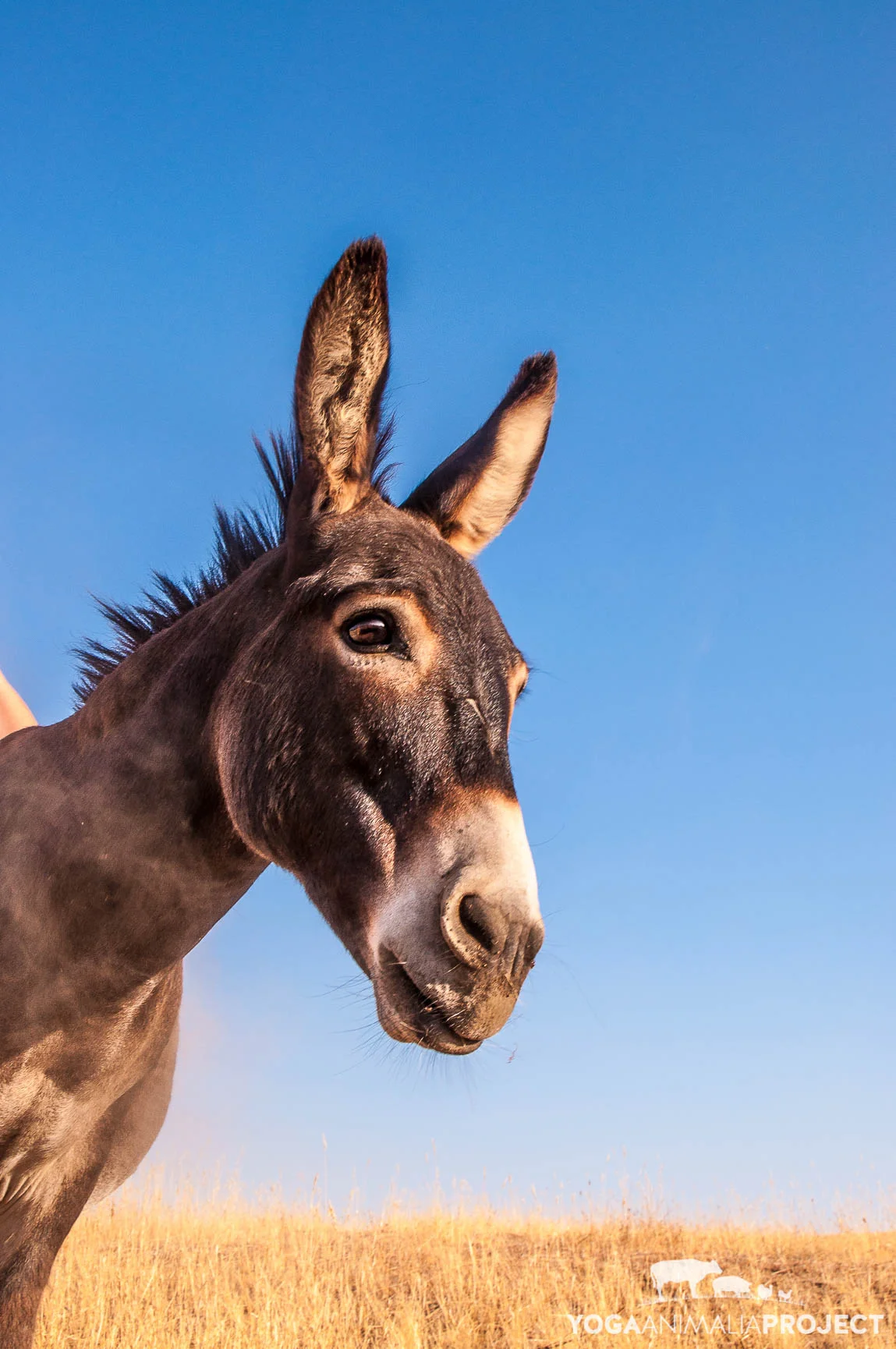 Farm Sanctuary Orland — Yoga Animalia Project