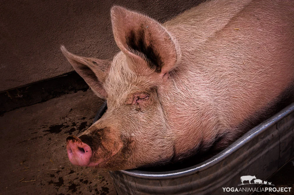 Porcine - Pigs — Yoga Animalia Project