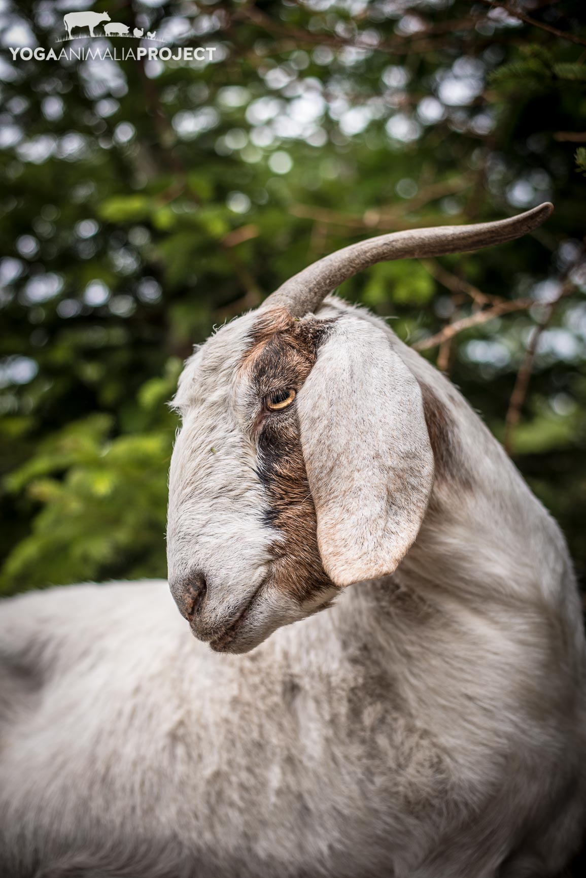 Caprine - Goats — Yoga Animalia Project