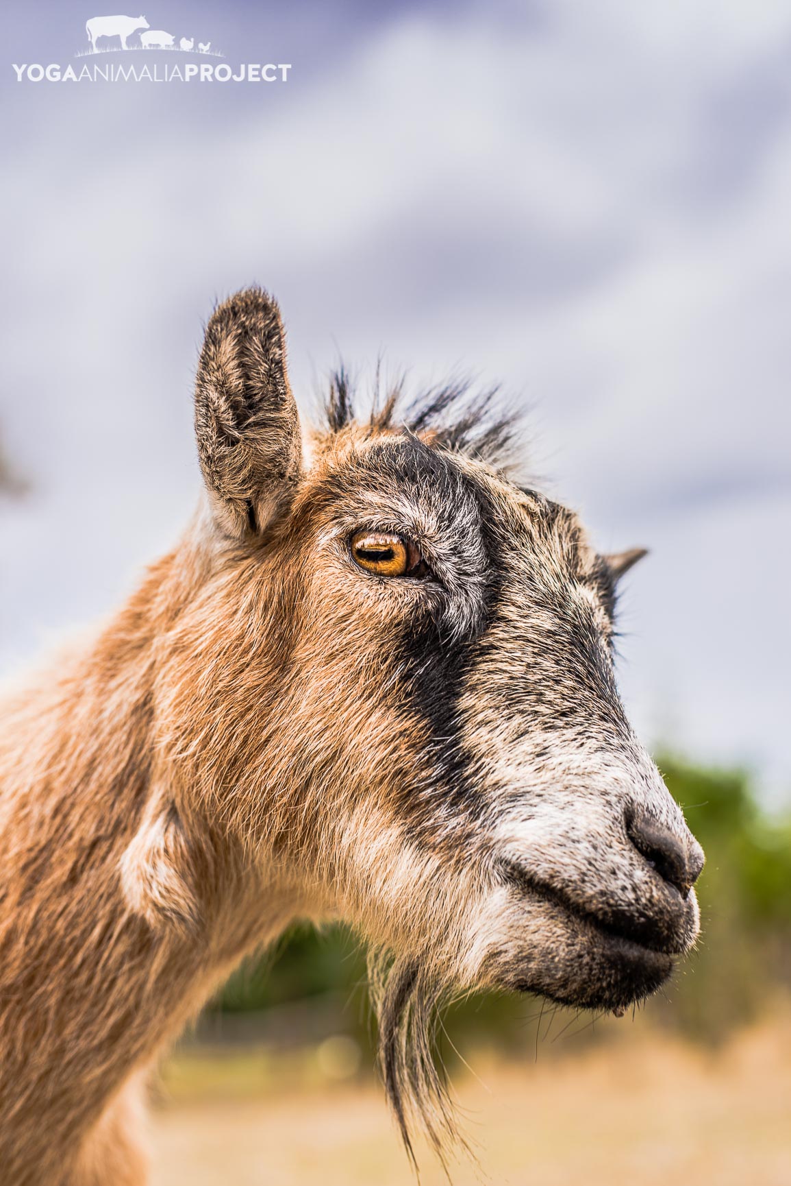 Caprine - Goats — Yoga Animalia Project