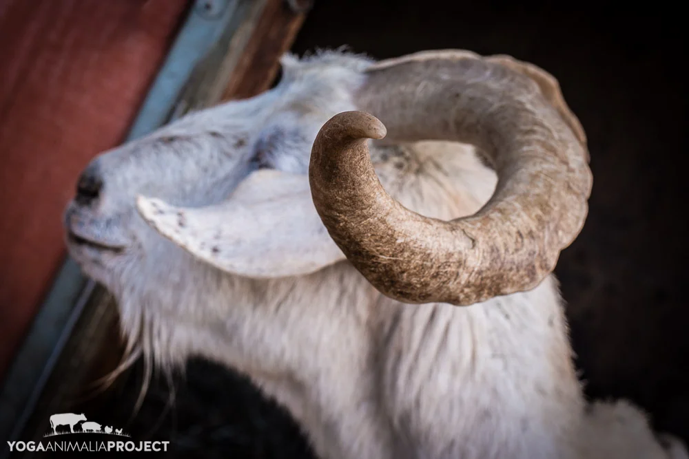 Caprine - Goats — Yoga Animalia Project