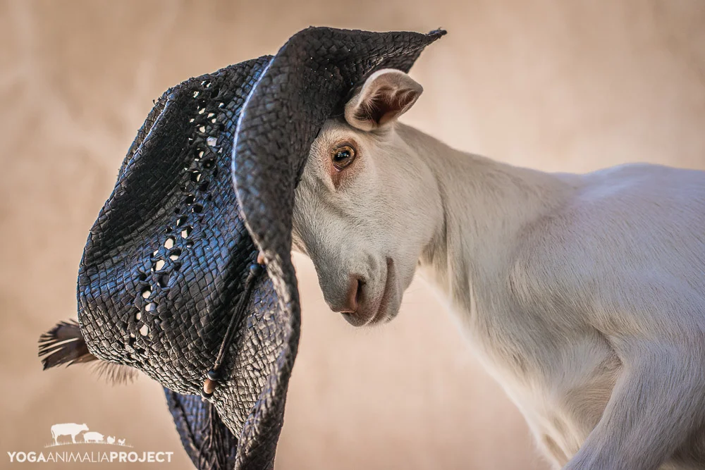 Caprine - Goats — Yoga Animalia Project