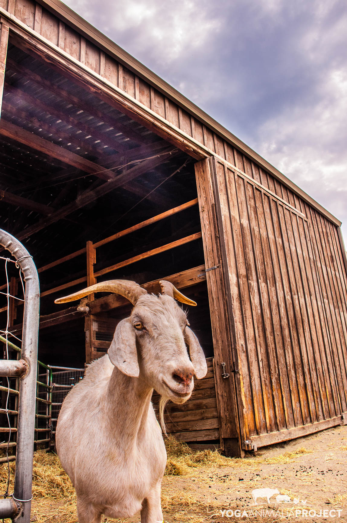 Caprine - Goats — Yoga Animalia Project