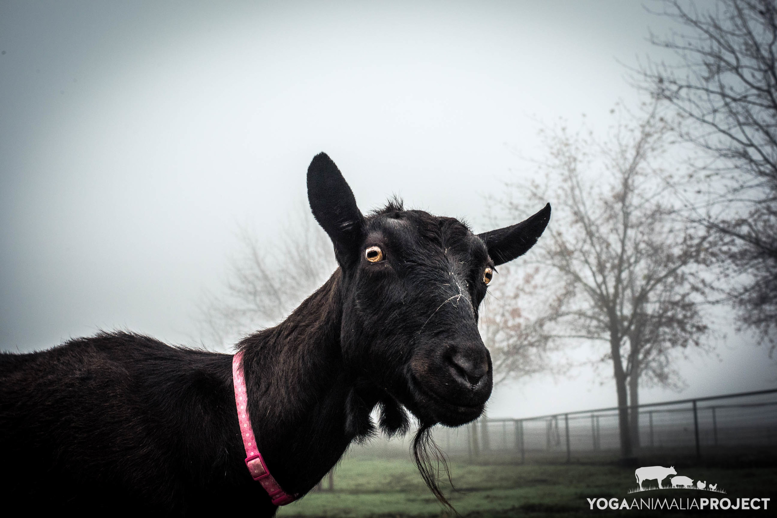 Caprine - Goats — Yoga Animalia Project
