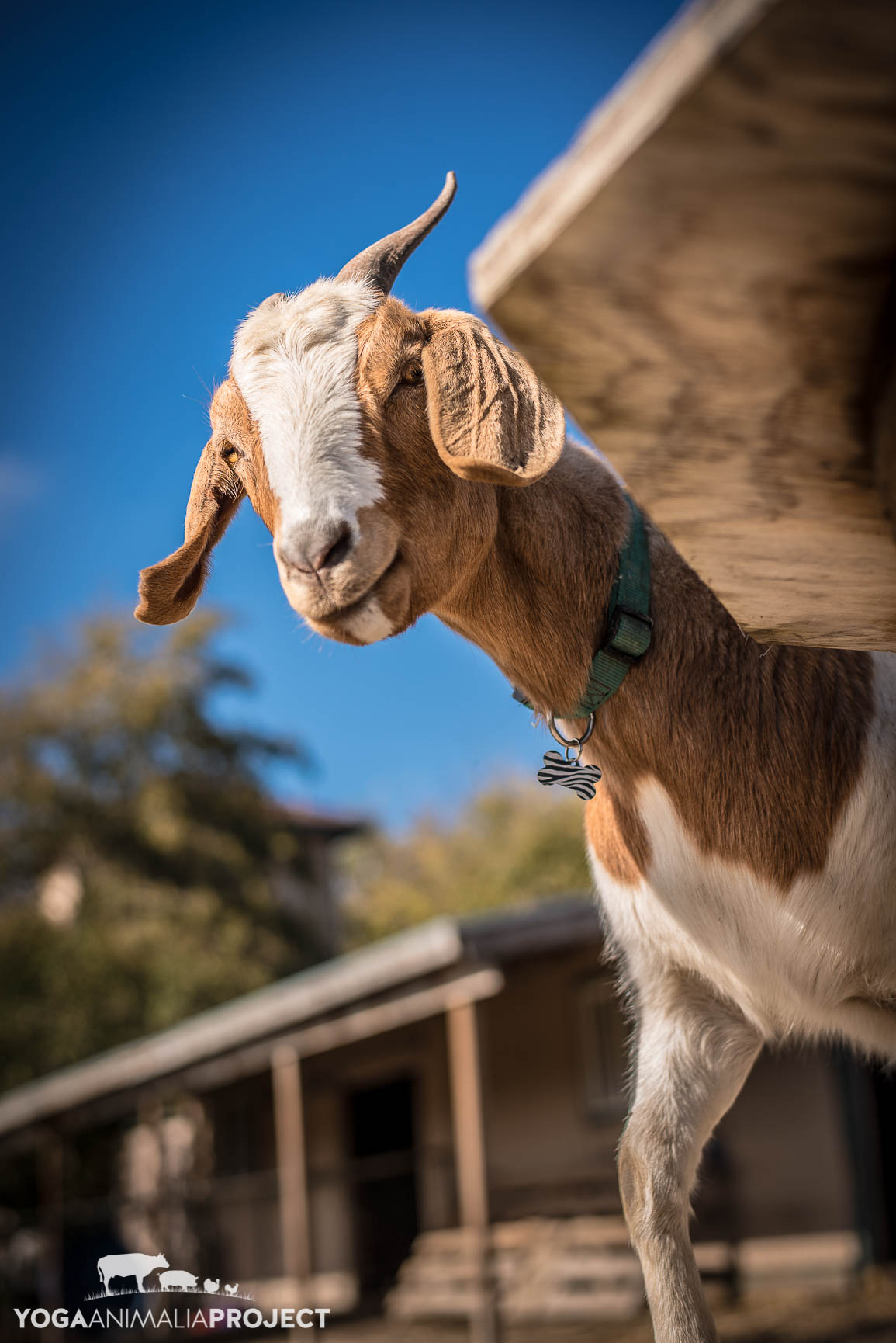 Caprine - Goats — Yoga Animalia Project