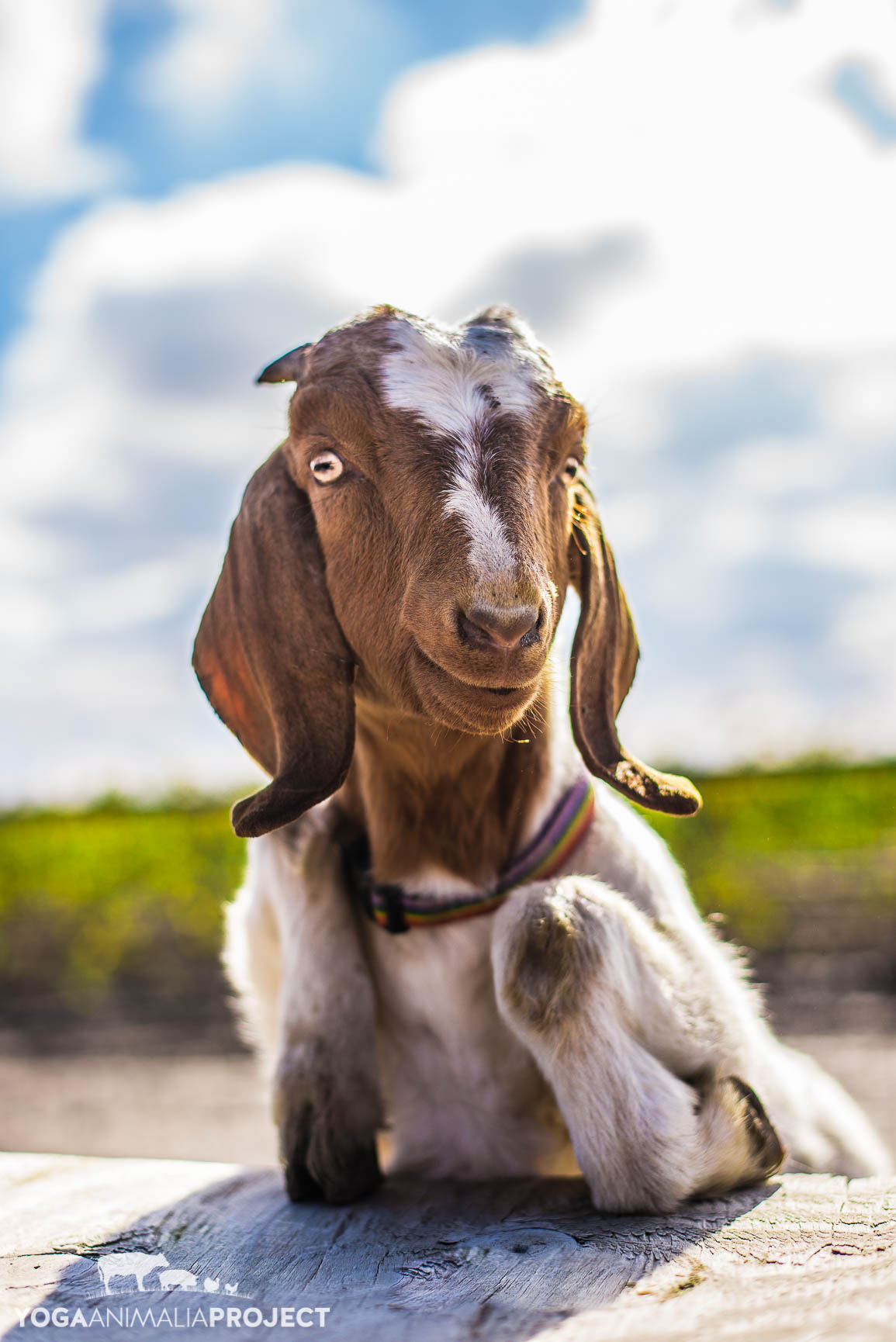 Caprine - Goats — Yoga Animalia Project