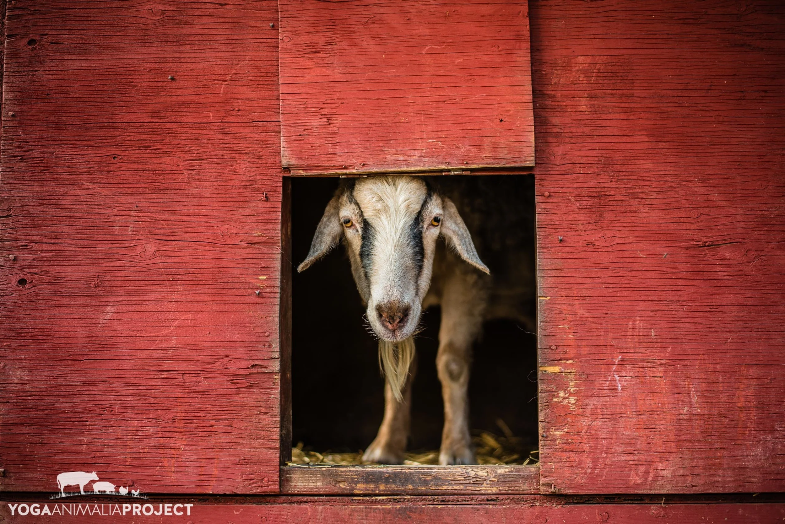 Caprine - Goats — Yoga Animalia Project