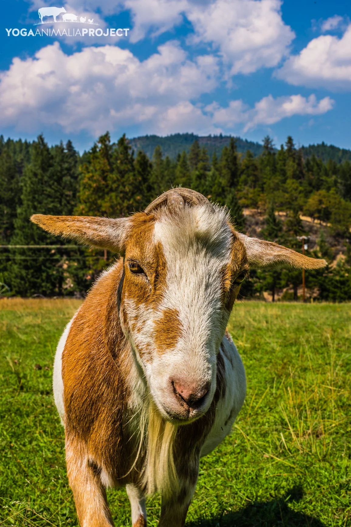 Caprine - Goats — Yoga Animalia Project