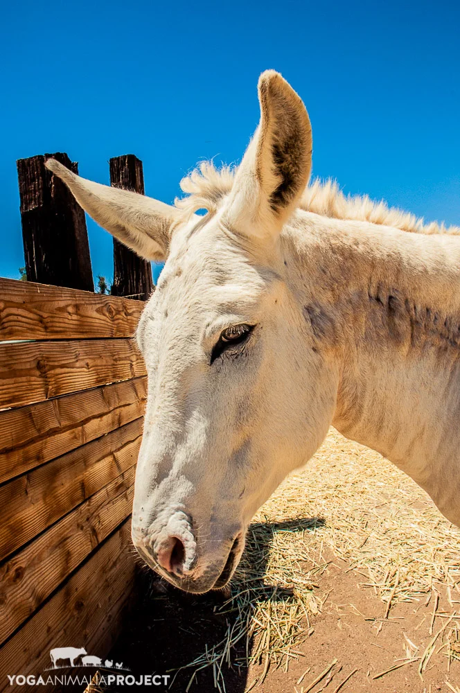 Asinine - Donkeys — Yoga Animalia Project