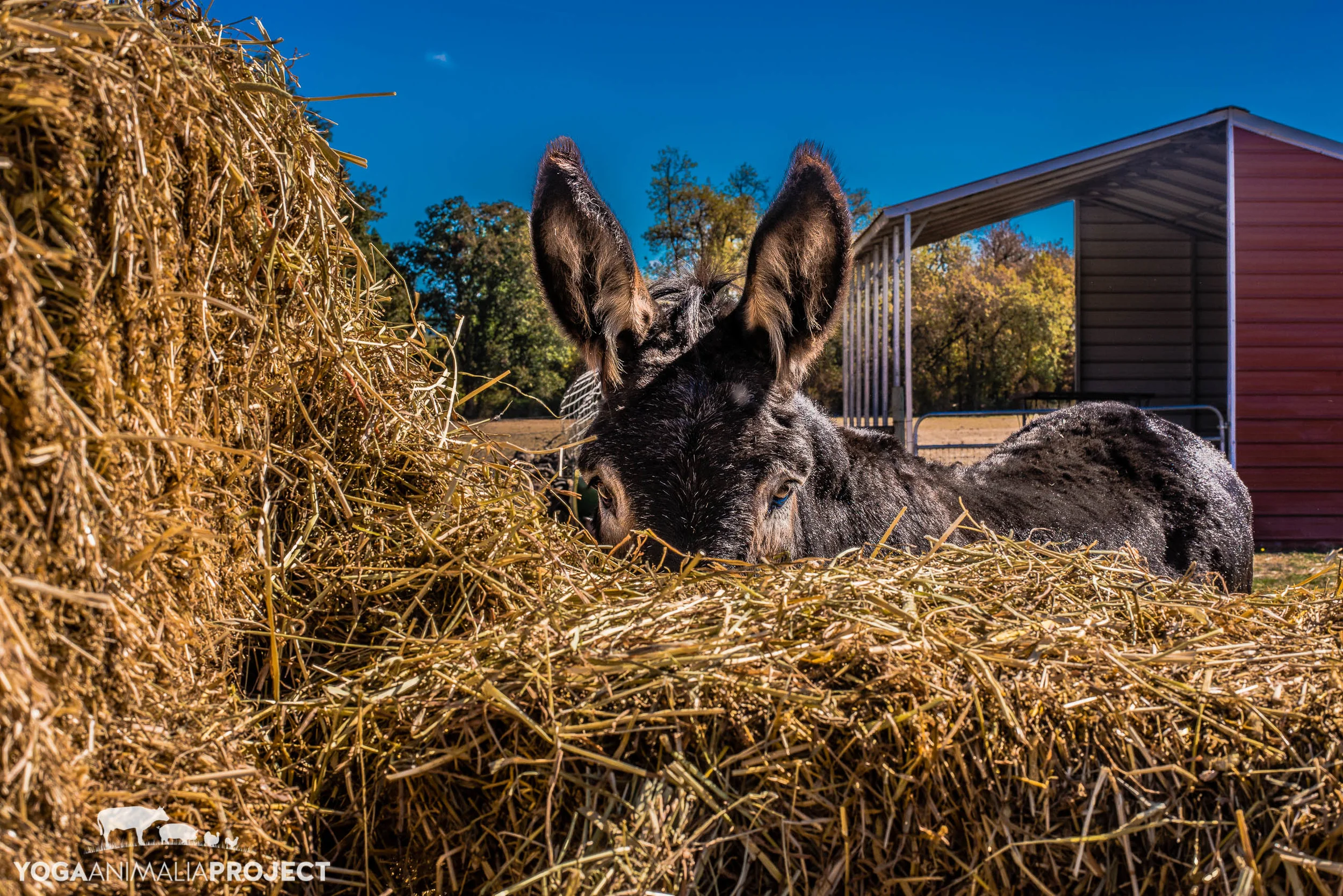Asinine - Donkeys — Yoga Animalia Project