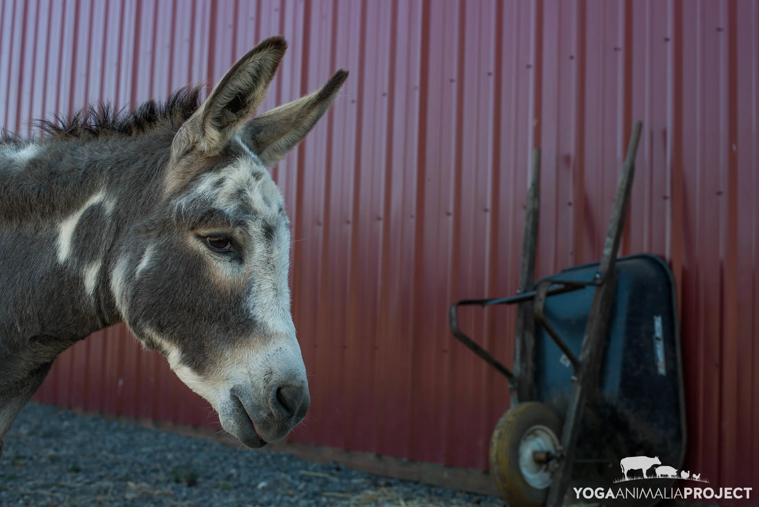 Asinine - Donkeys — Yoga Animalia Project