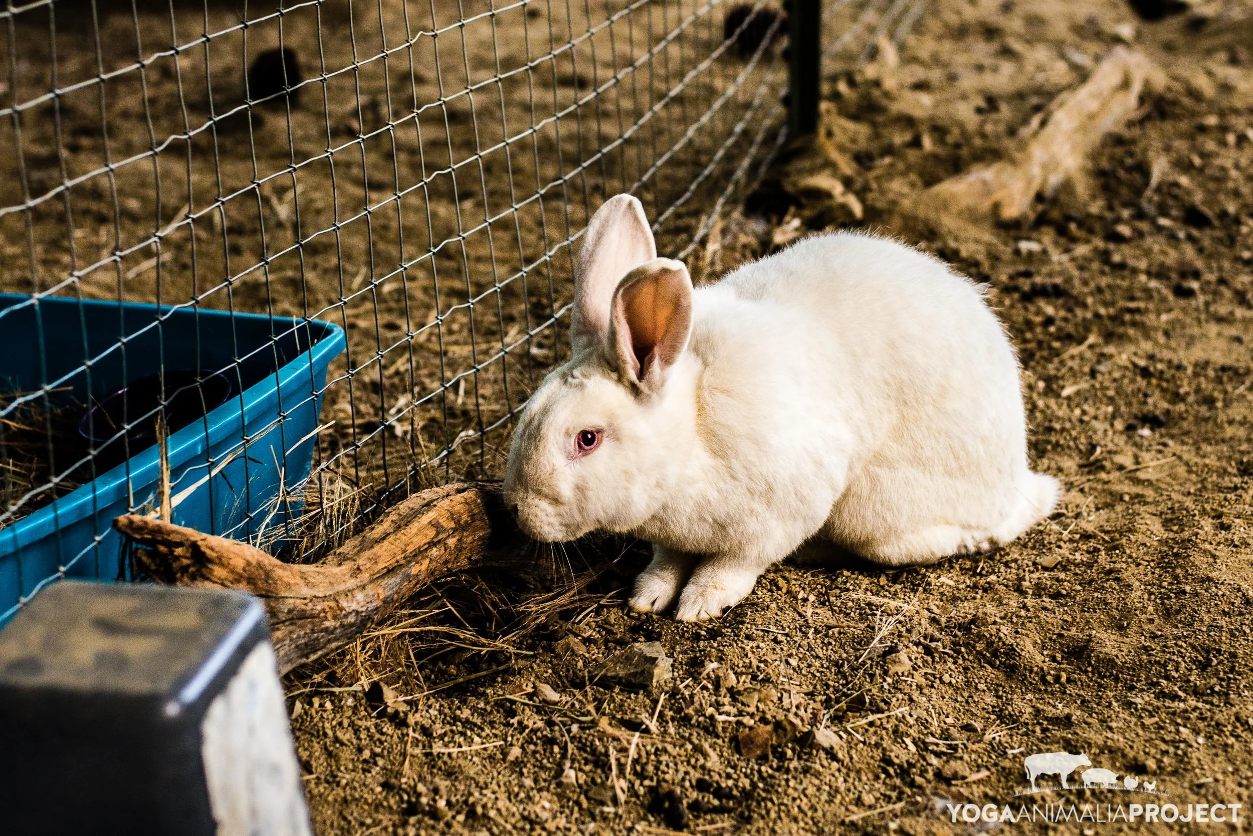 Leporine - Rabbits — Yoga Animalia Project