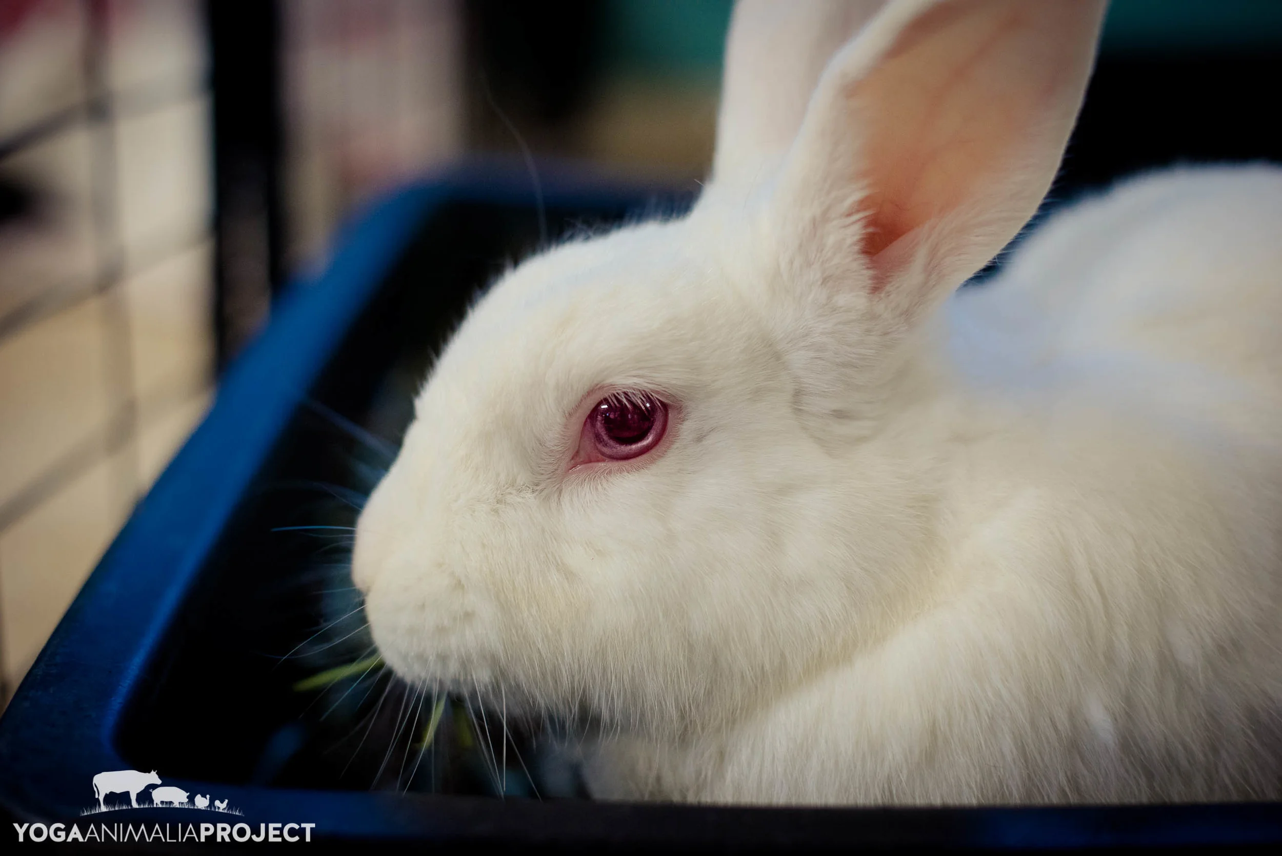 Leporine - Rabbits — Yoga Animalia Project