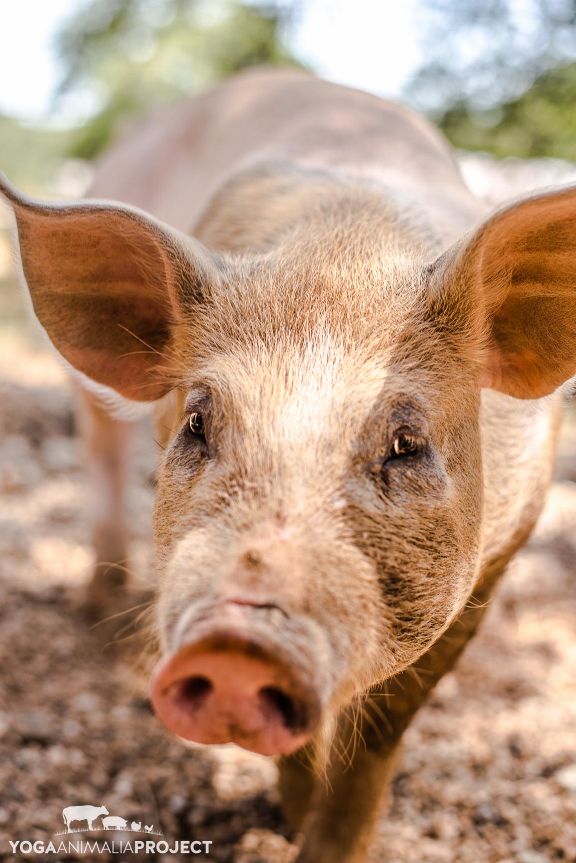 Porcine - Pigs — Yoga Animalia Project