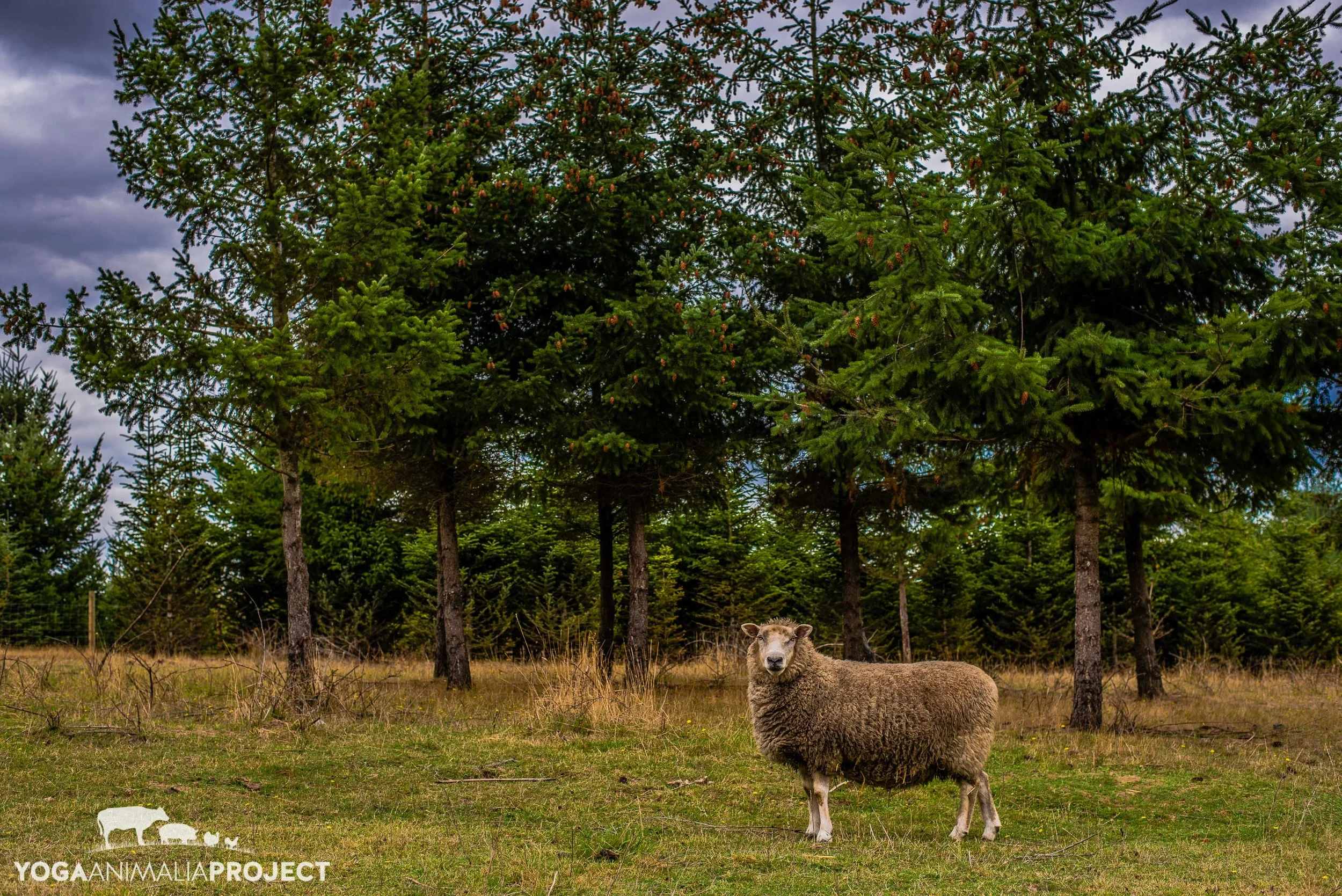 Ovine - Sheep — Yoga Animalia Project