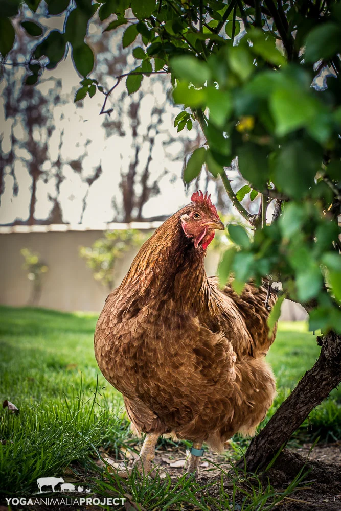 Galline - Chickens — Yoga Animalia Project