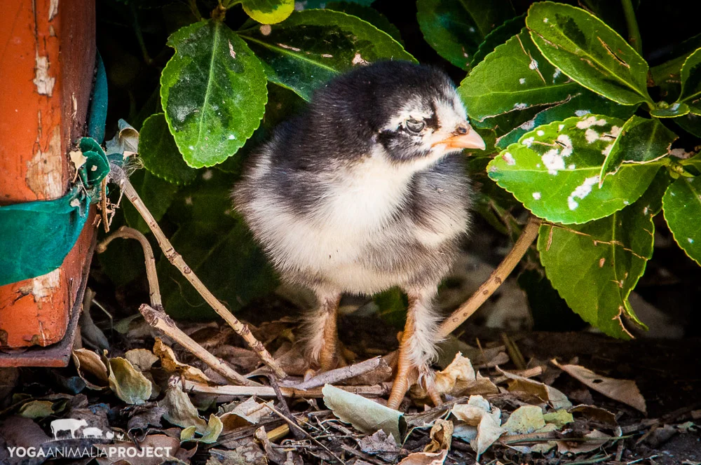 Galline - Chickens — Yoga Animalia Project