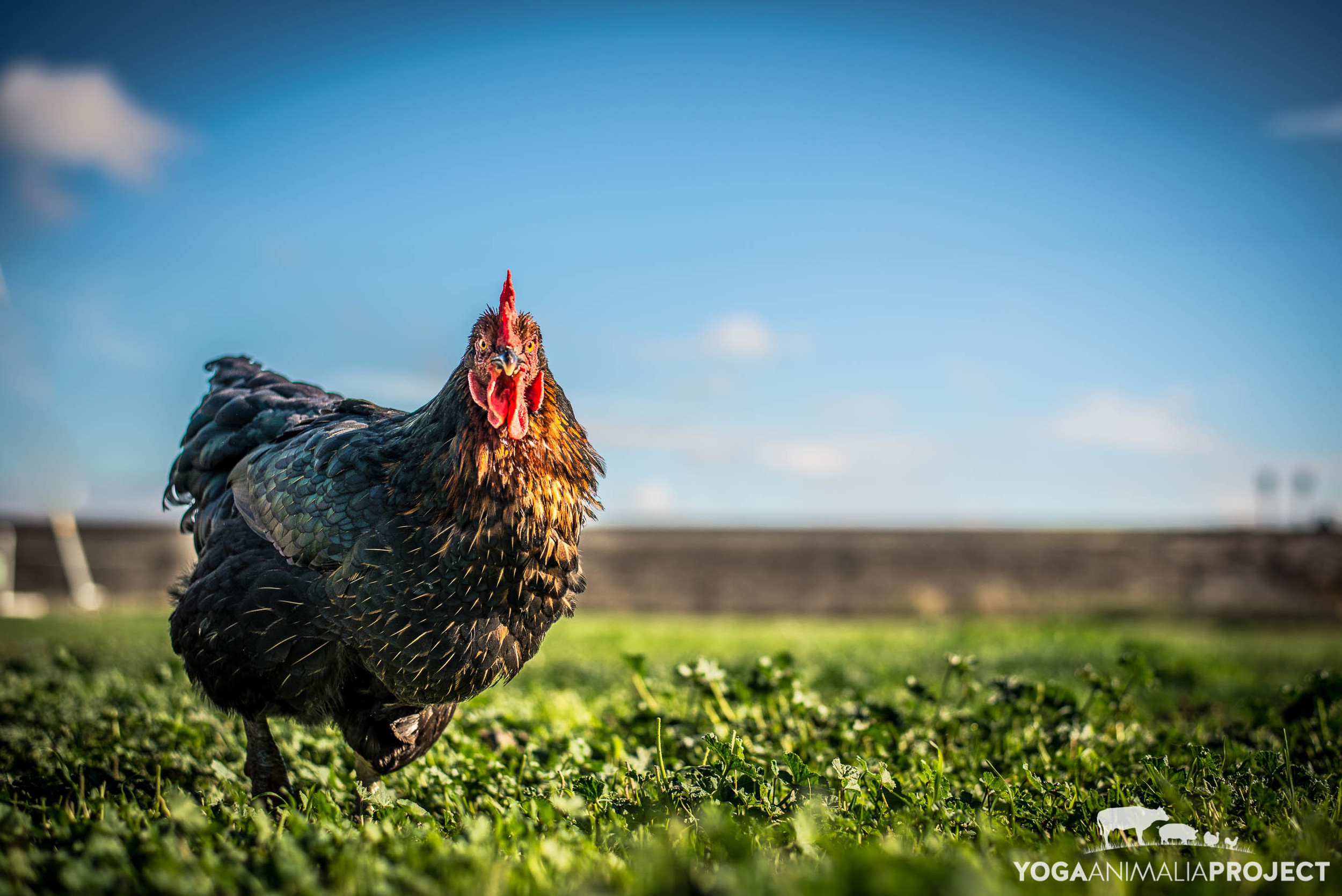 Galline - Chickens — Yoga Animalia Project