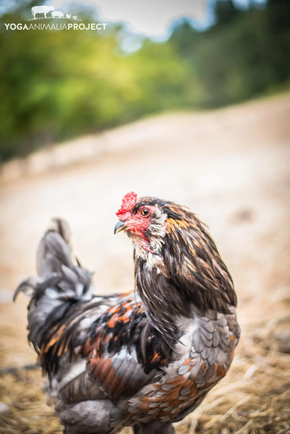 Galline - Chickens — Yoga Animalia Project