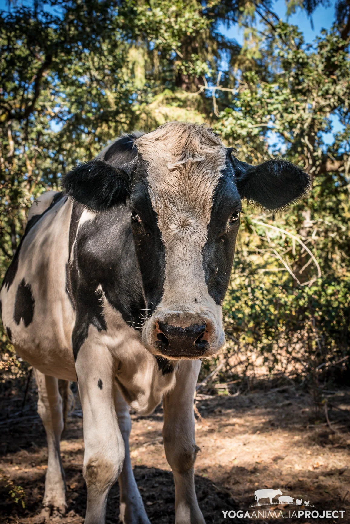 Bovine - Cattle — Yoga Animalia Project