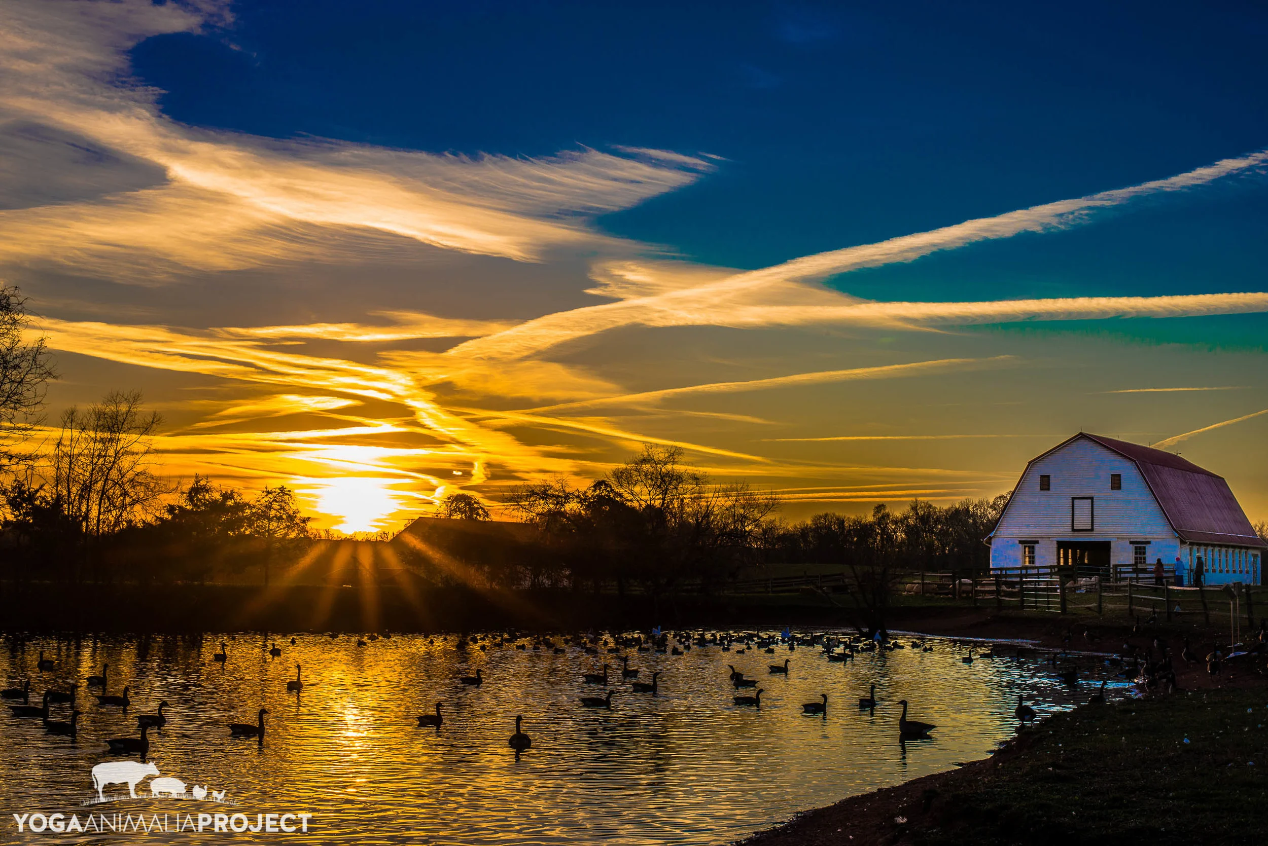 Poplar Spring Animal Sanctuary — Yoga Animalia Project