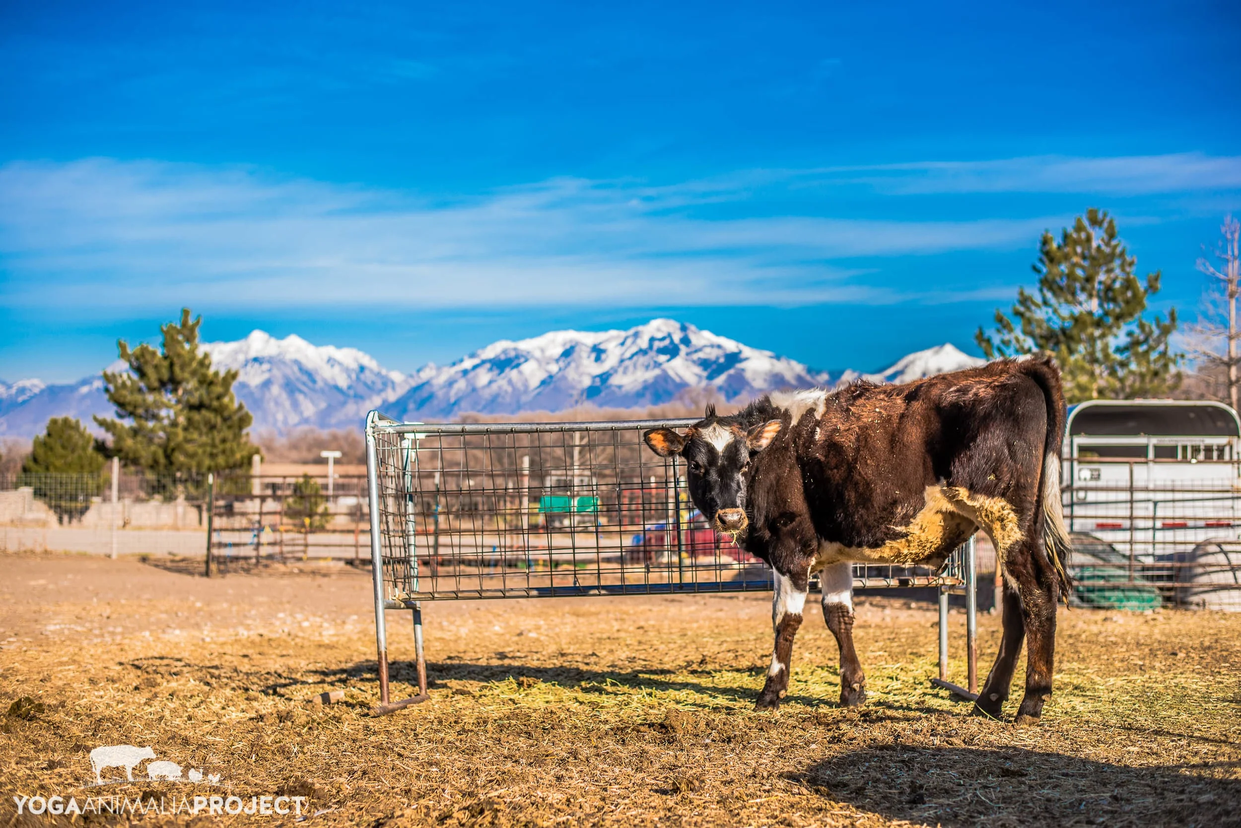 Ching Farm Rescue & Sanctuary — Yoga Animalia Project