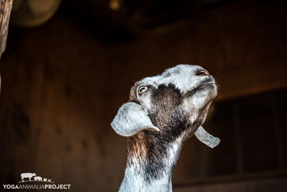The Remarkable Moxie of Old Lady Goats — Yoga Animalia Project