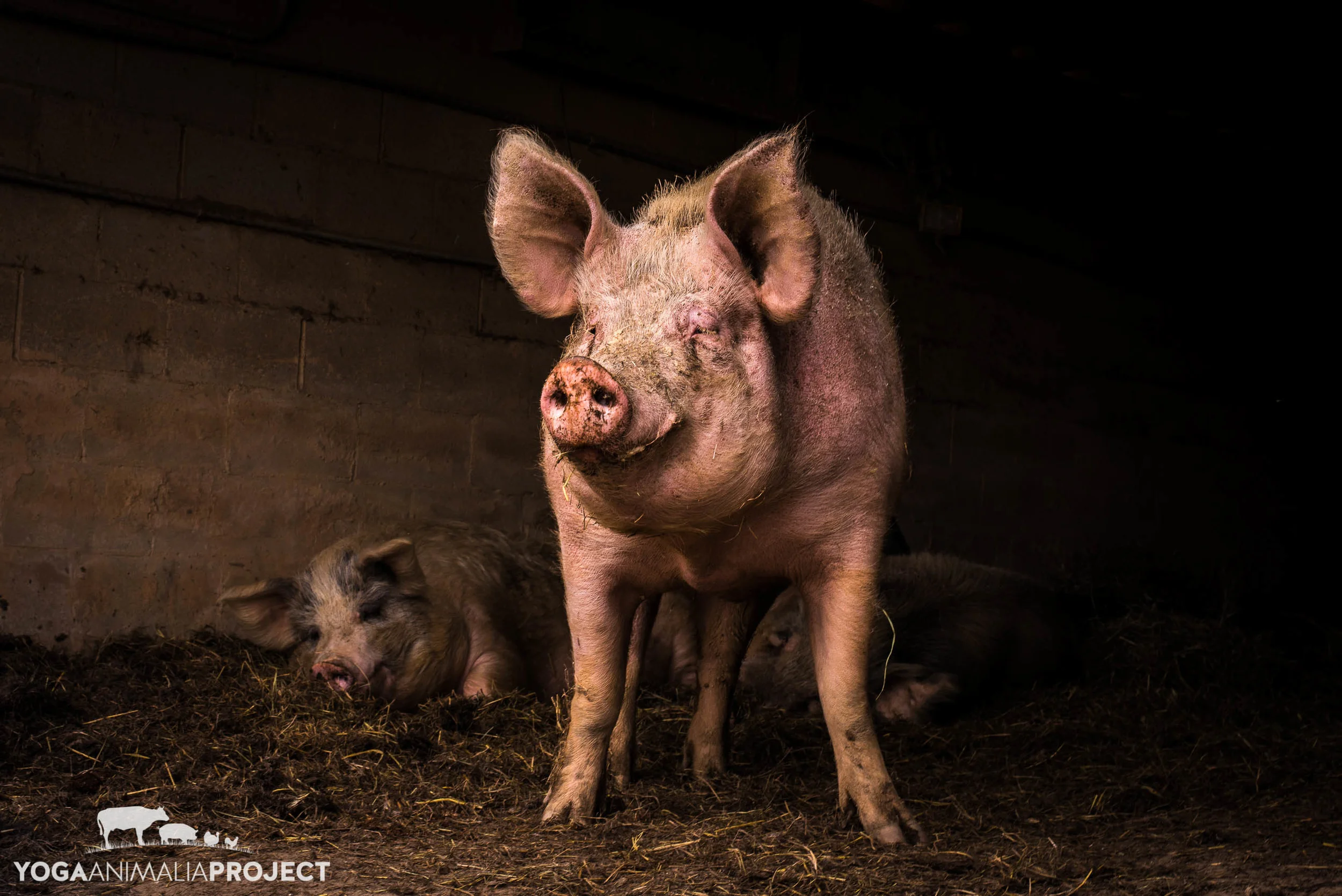 The Pig Preserve — Yoga Animalia Project