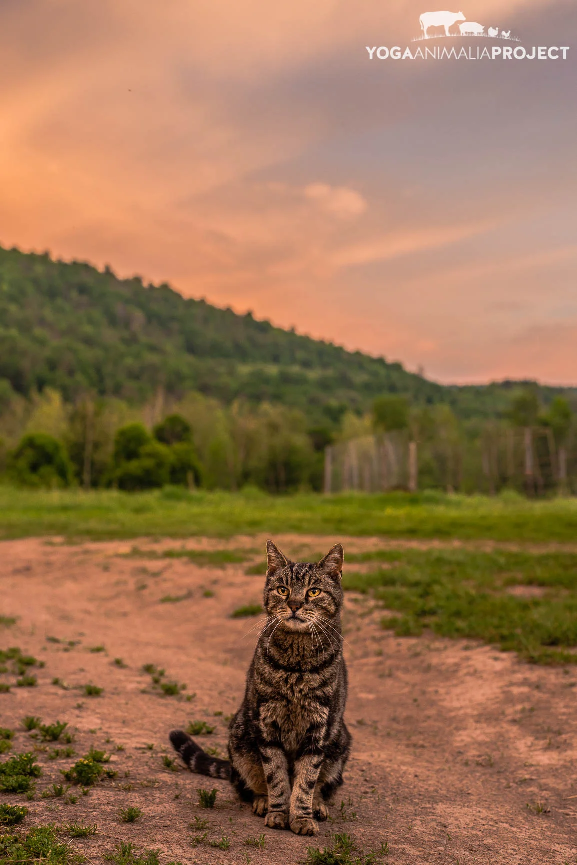 Indraloka Animal Sanctuary — Yoga Animalia Project