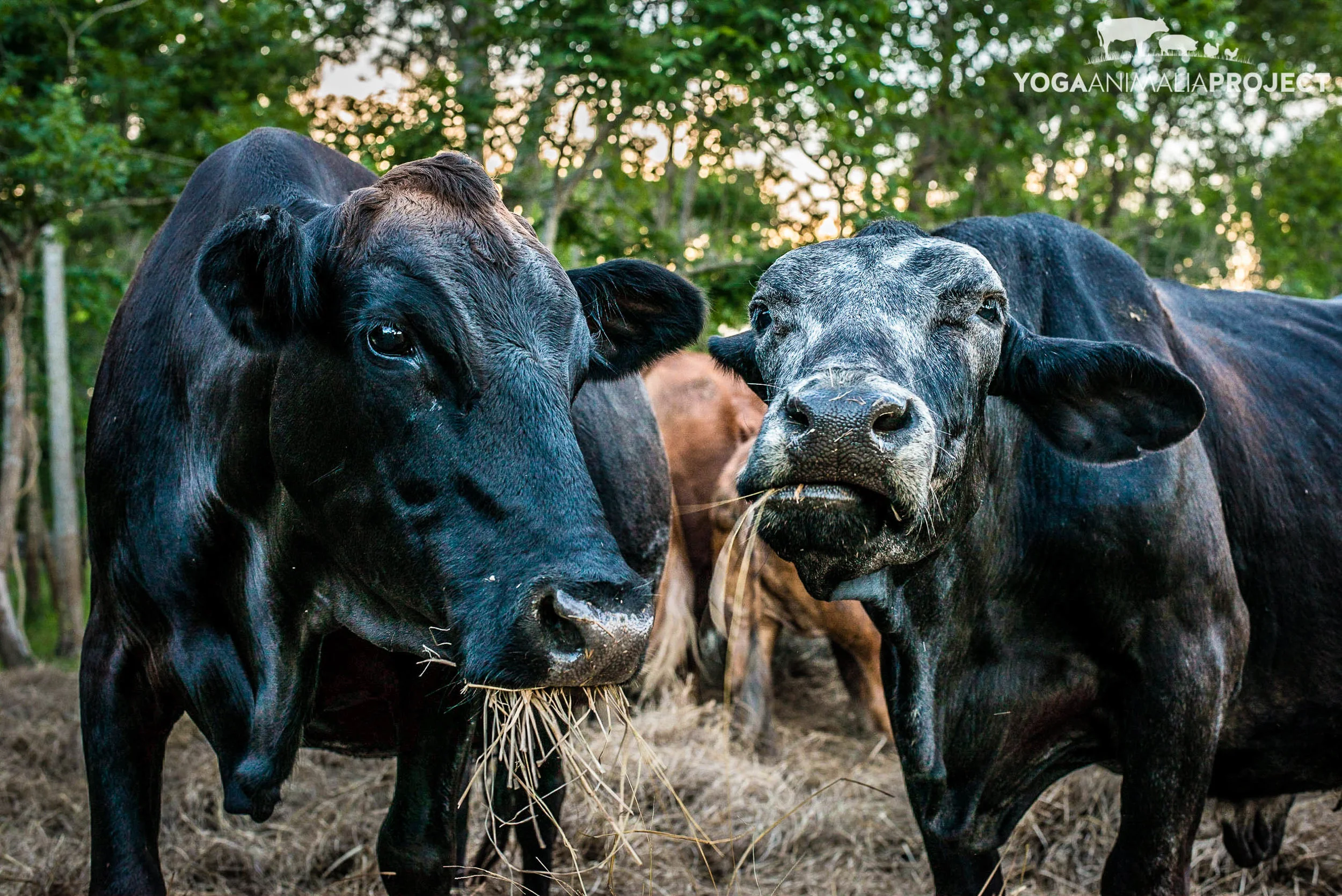 Rowdy Girl Sanctuary — Yoga Animalia Project