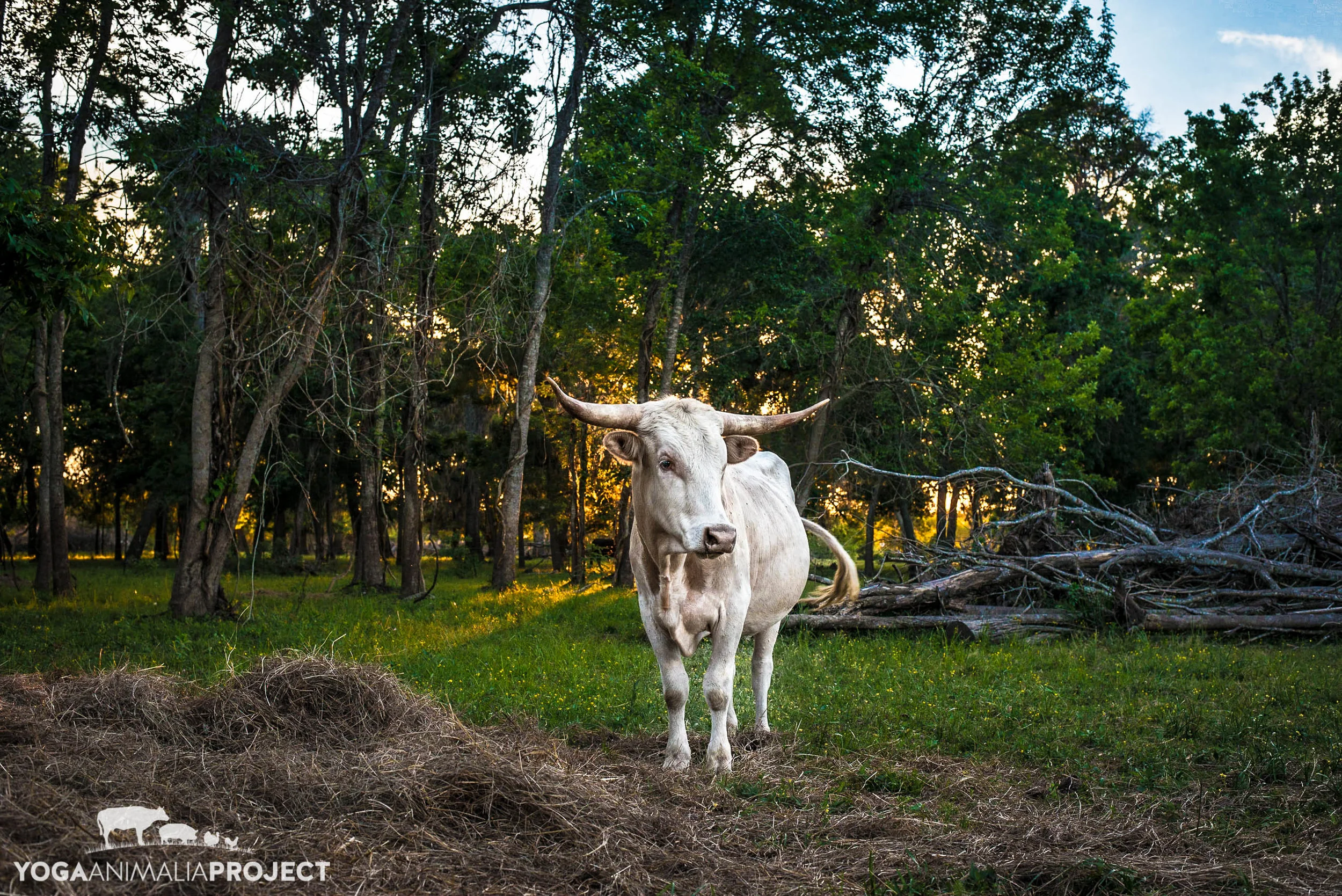 Rowdy Girl Sanctuary — Yoga Animalia Project