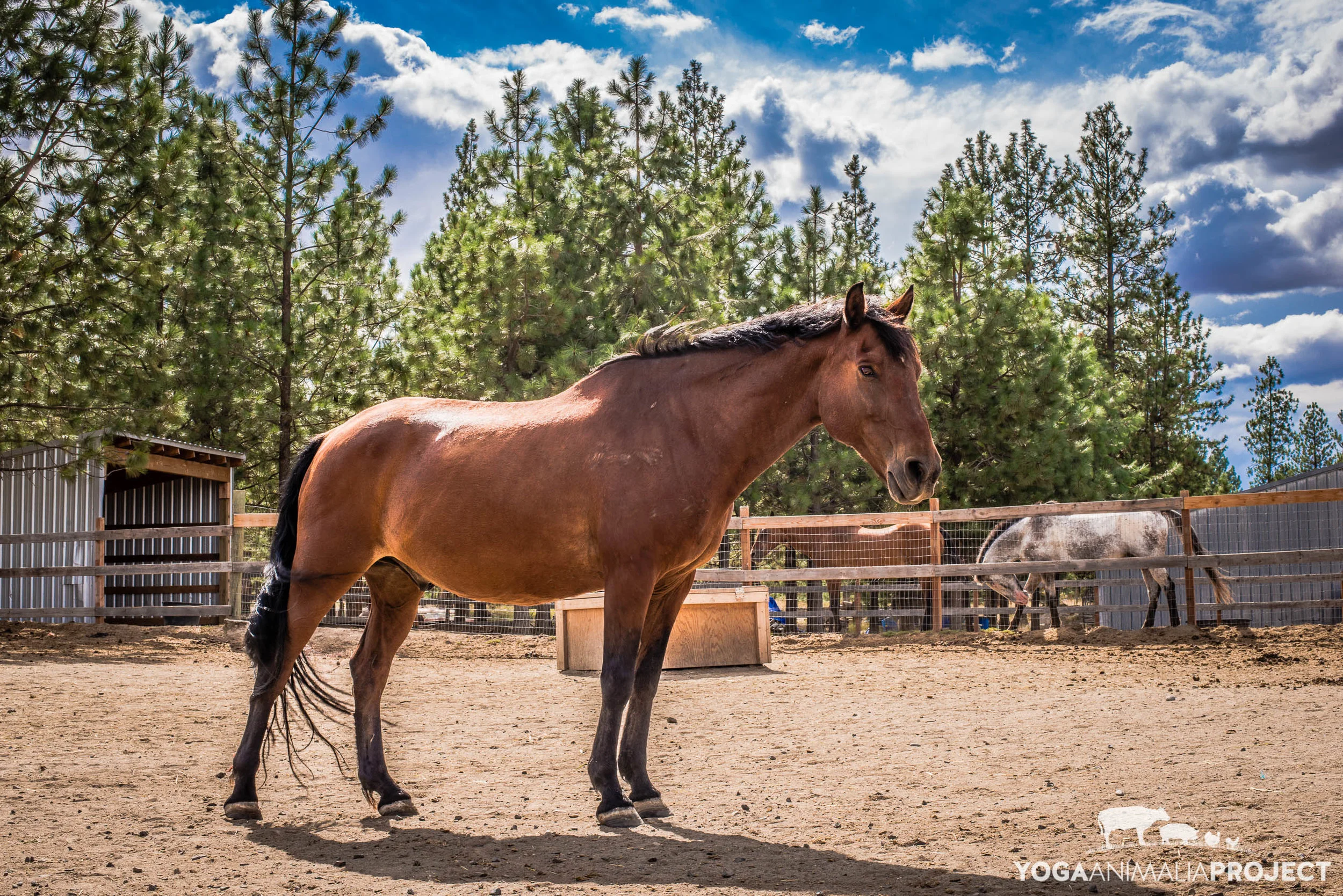 River's Wish Animal Sanctuary — Yoga Animalia Project