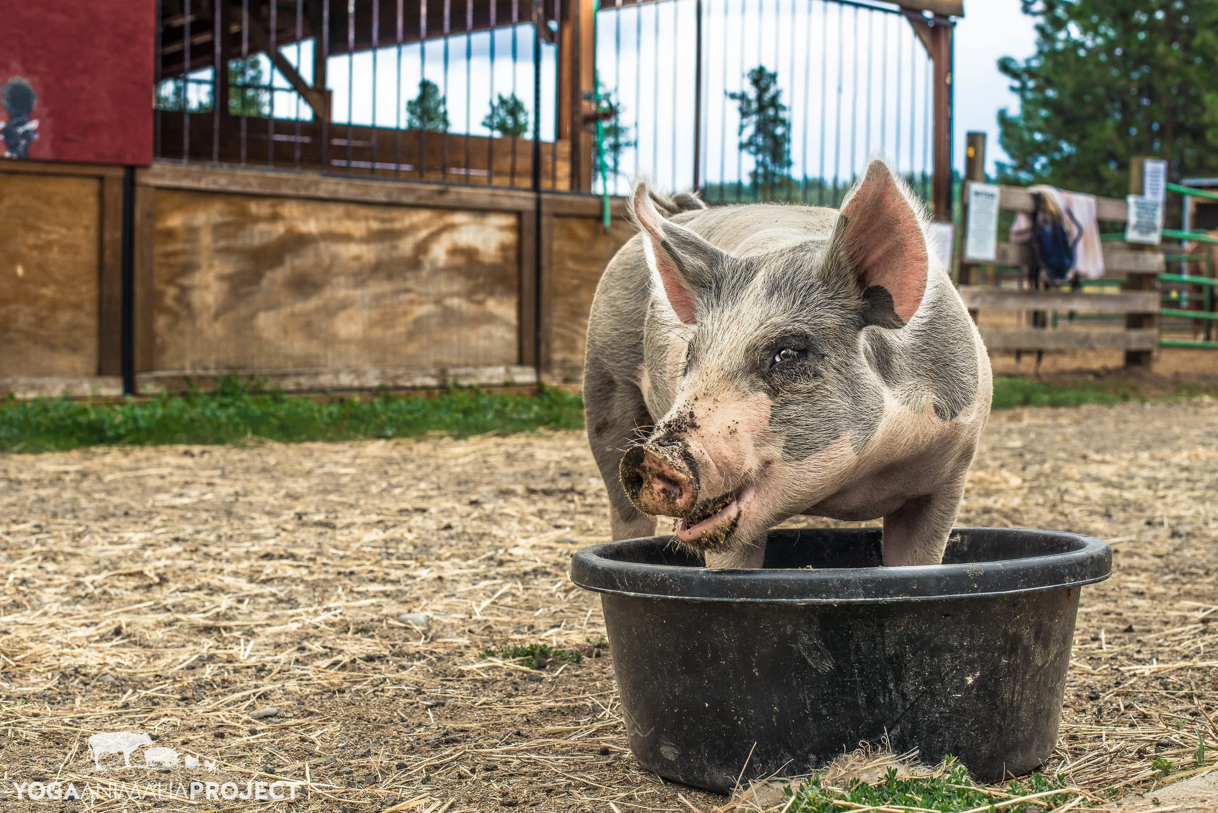 River's Wish Animal Sanctuary — Yoga Animalia Project